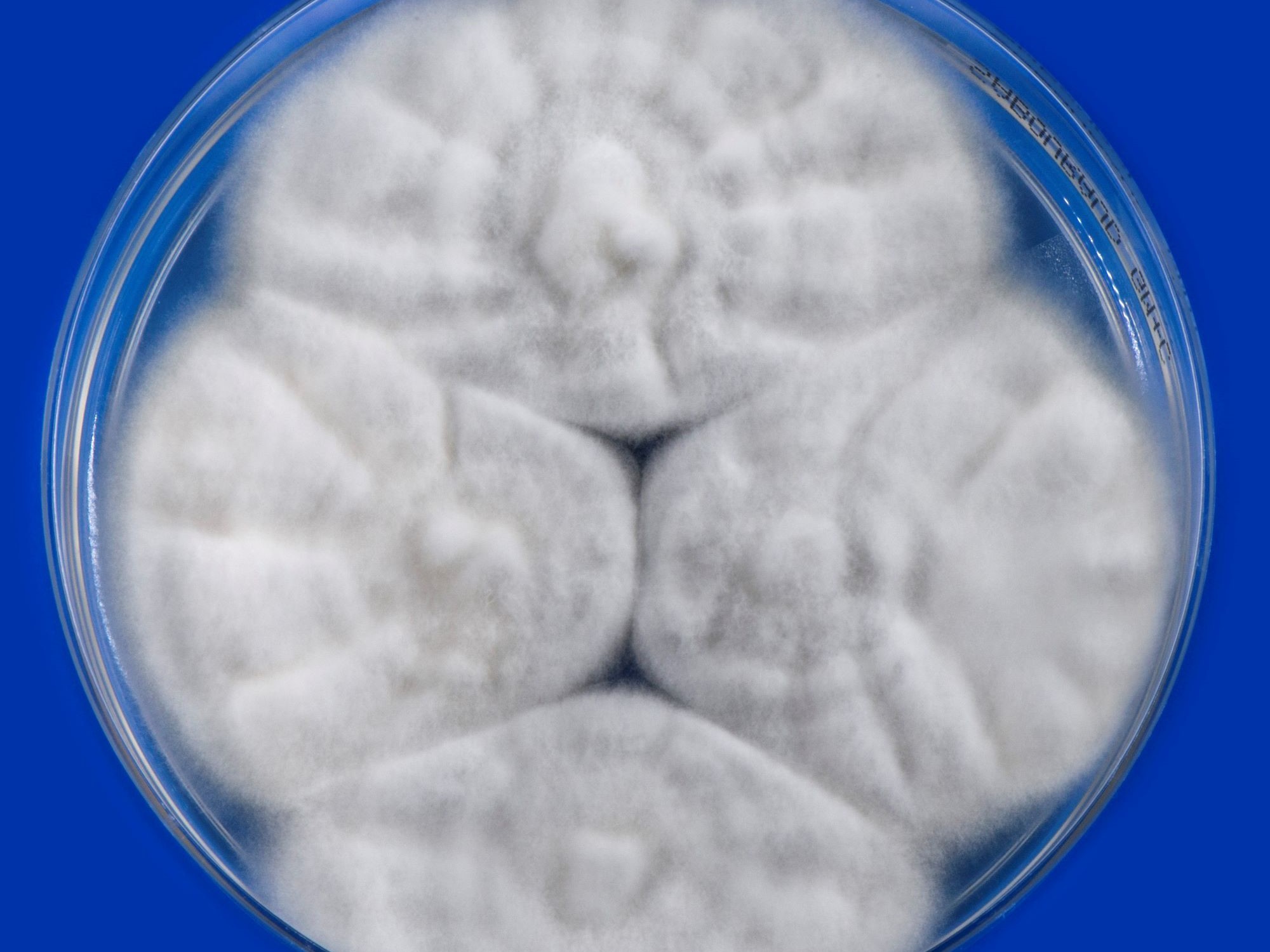 LABOPART - Microsporum audouinii