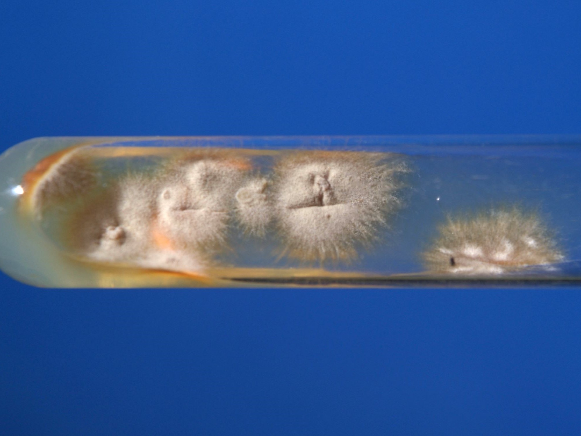 LABOPART - Epidermophyton floccosum