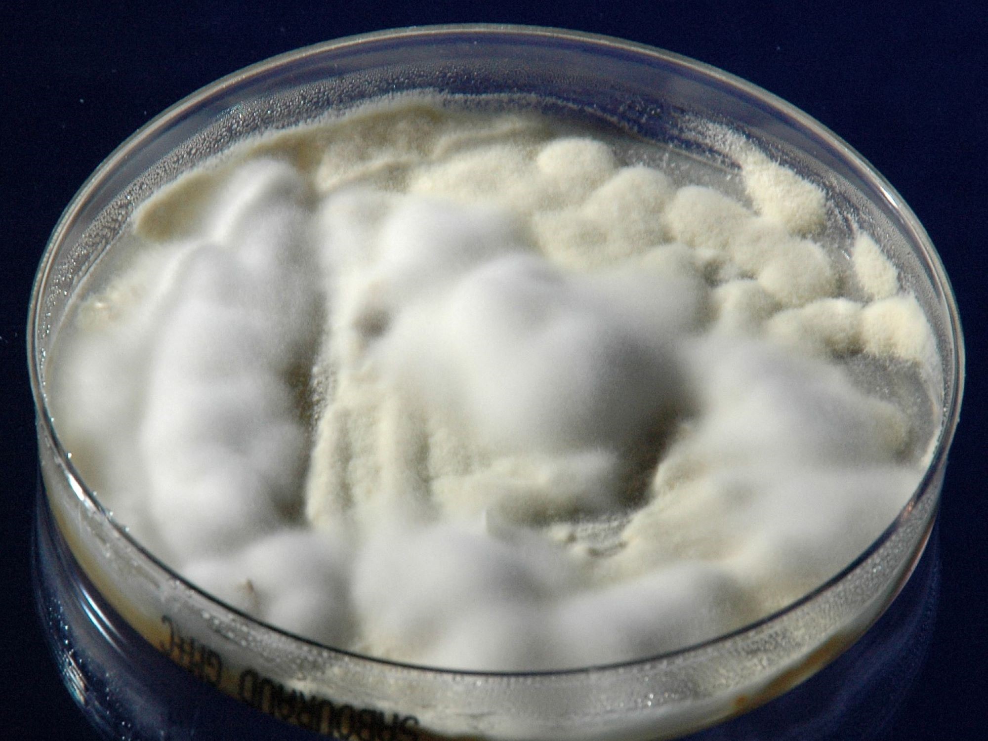 LABOPART - Trichophyton interdigitale