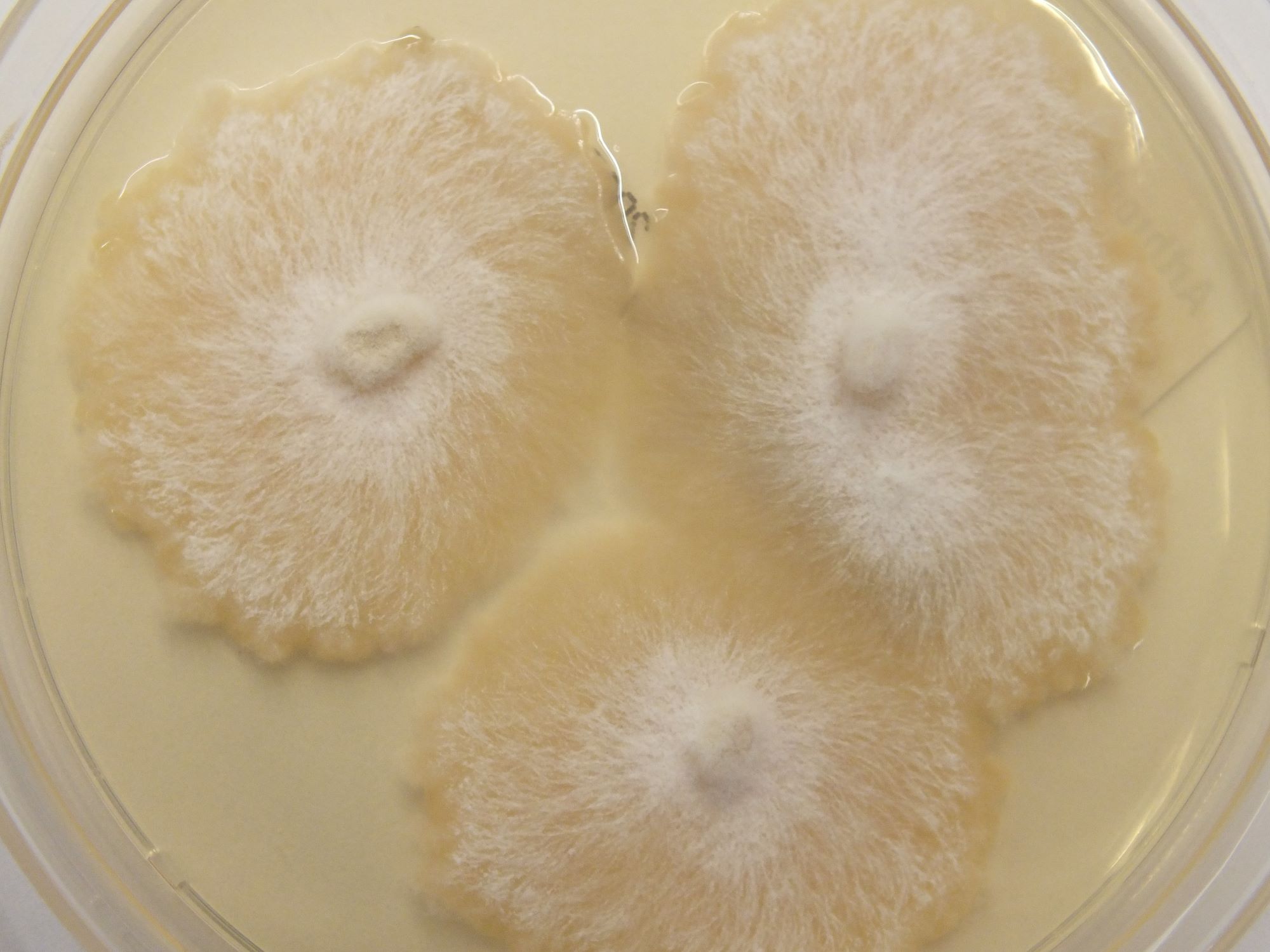 LABOPART - Arthroderma eboreum