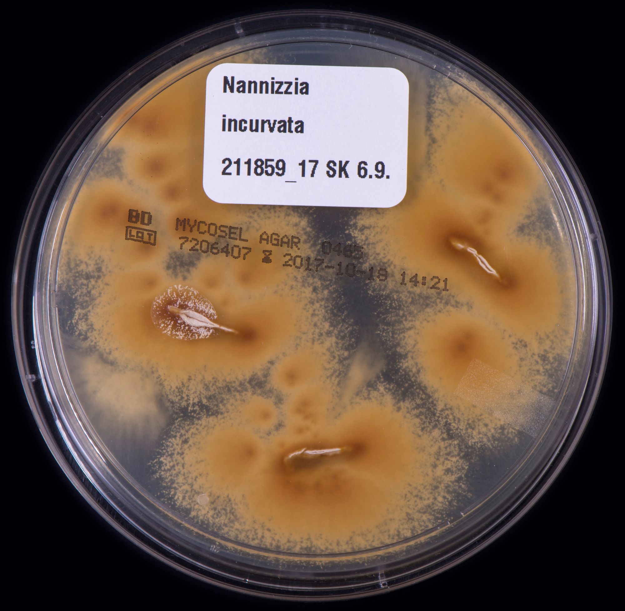 LABOPART - Nannizzia incurvata
