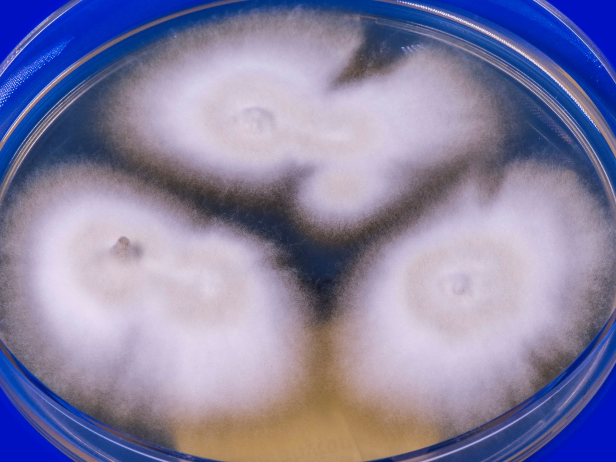 LABOPART - Trichophyton indotineae