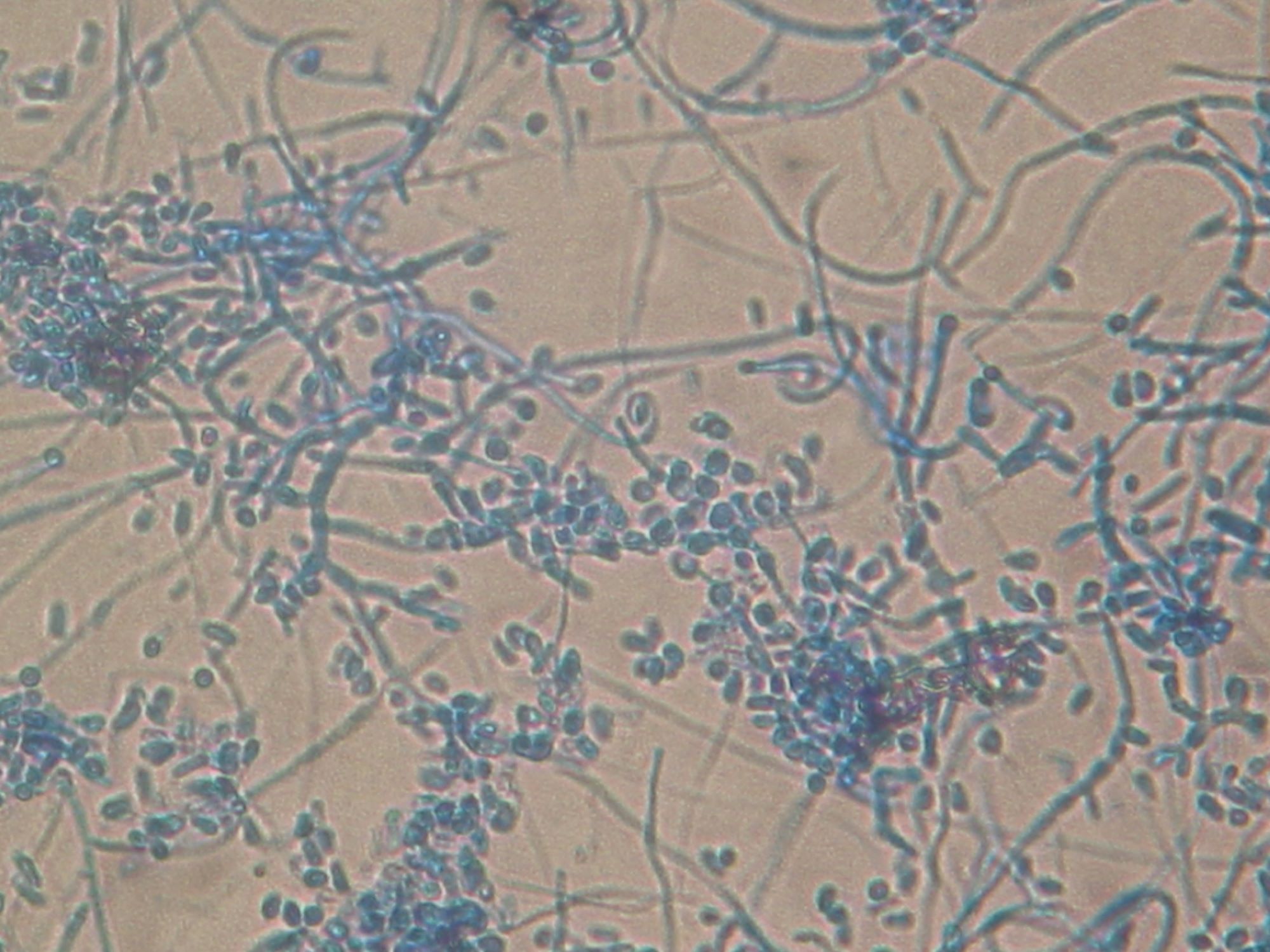 LABOPART - Arthroderma thuringiensis