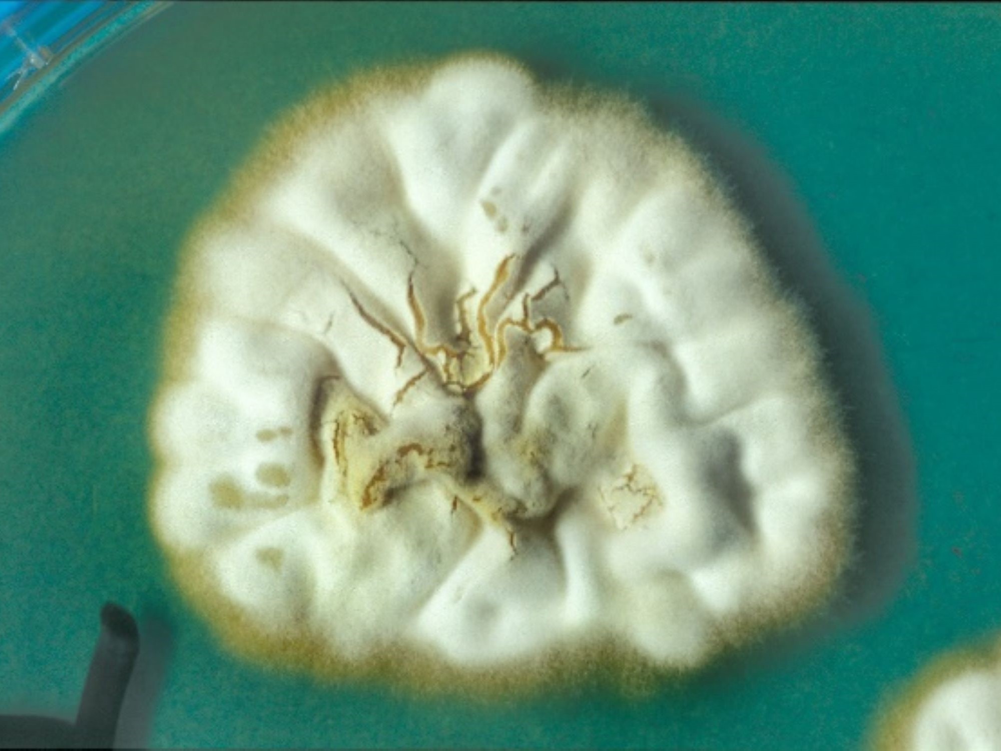 LABOPART - Epidermophyton floccosum