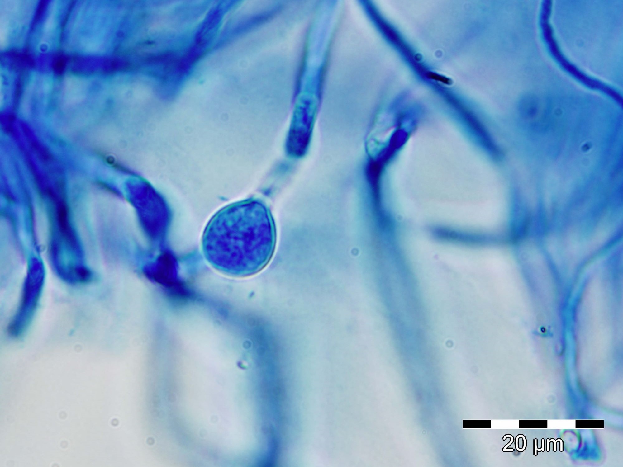 LABOPART - Trichophyton mentagrophytes