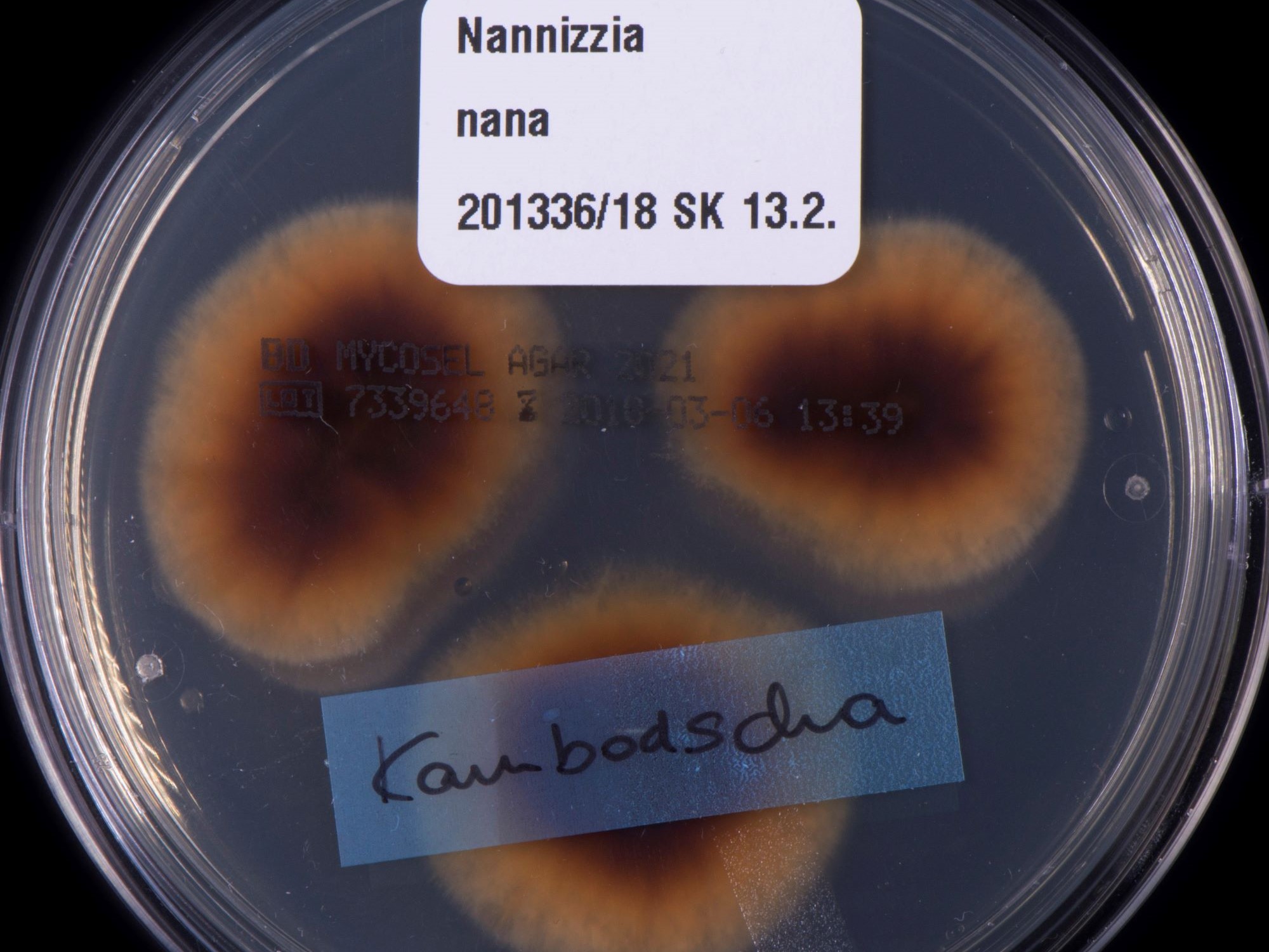LABOPART - Nannizzia nana