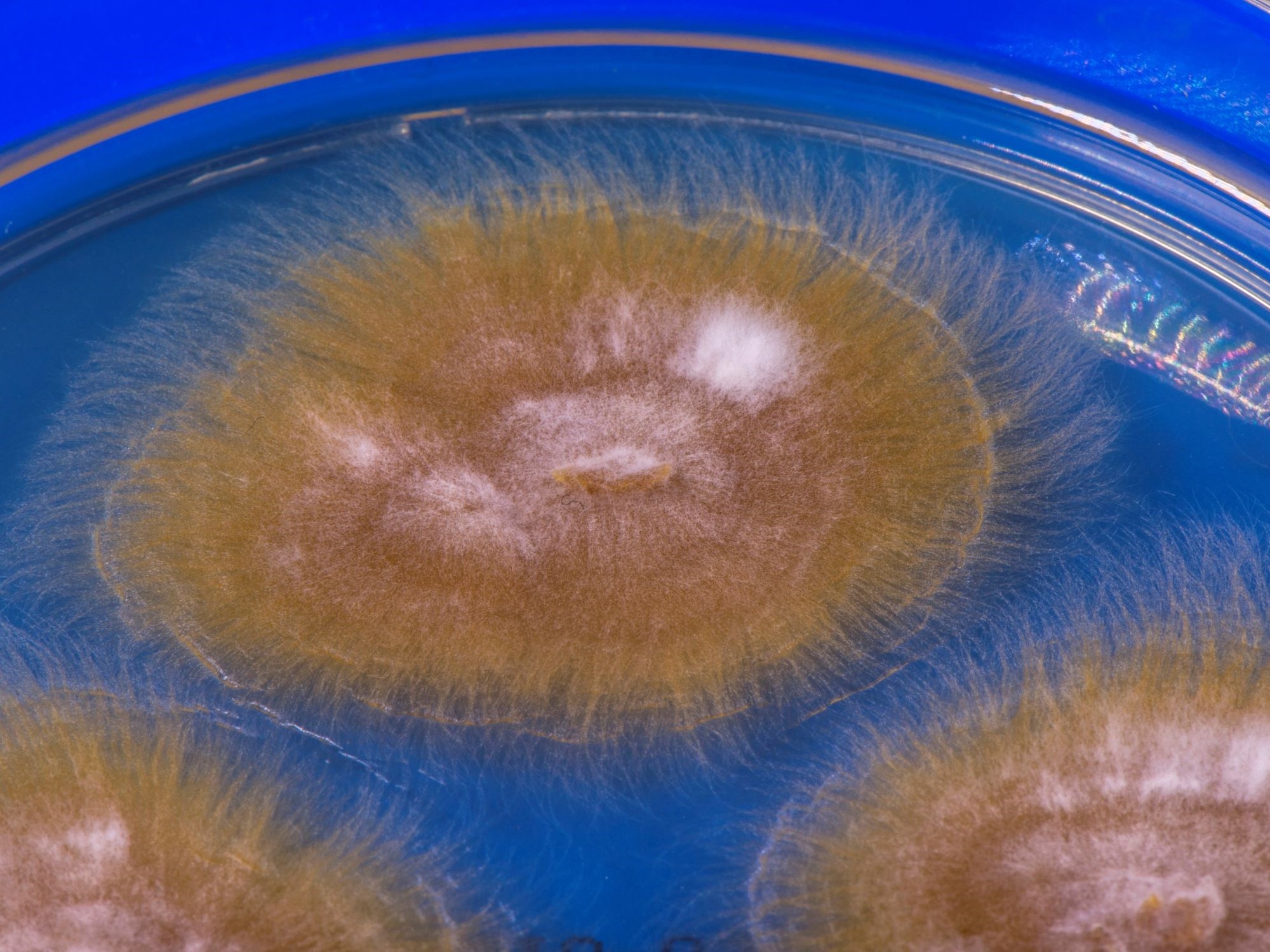 LABOPART - Microsporum canis