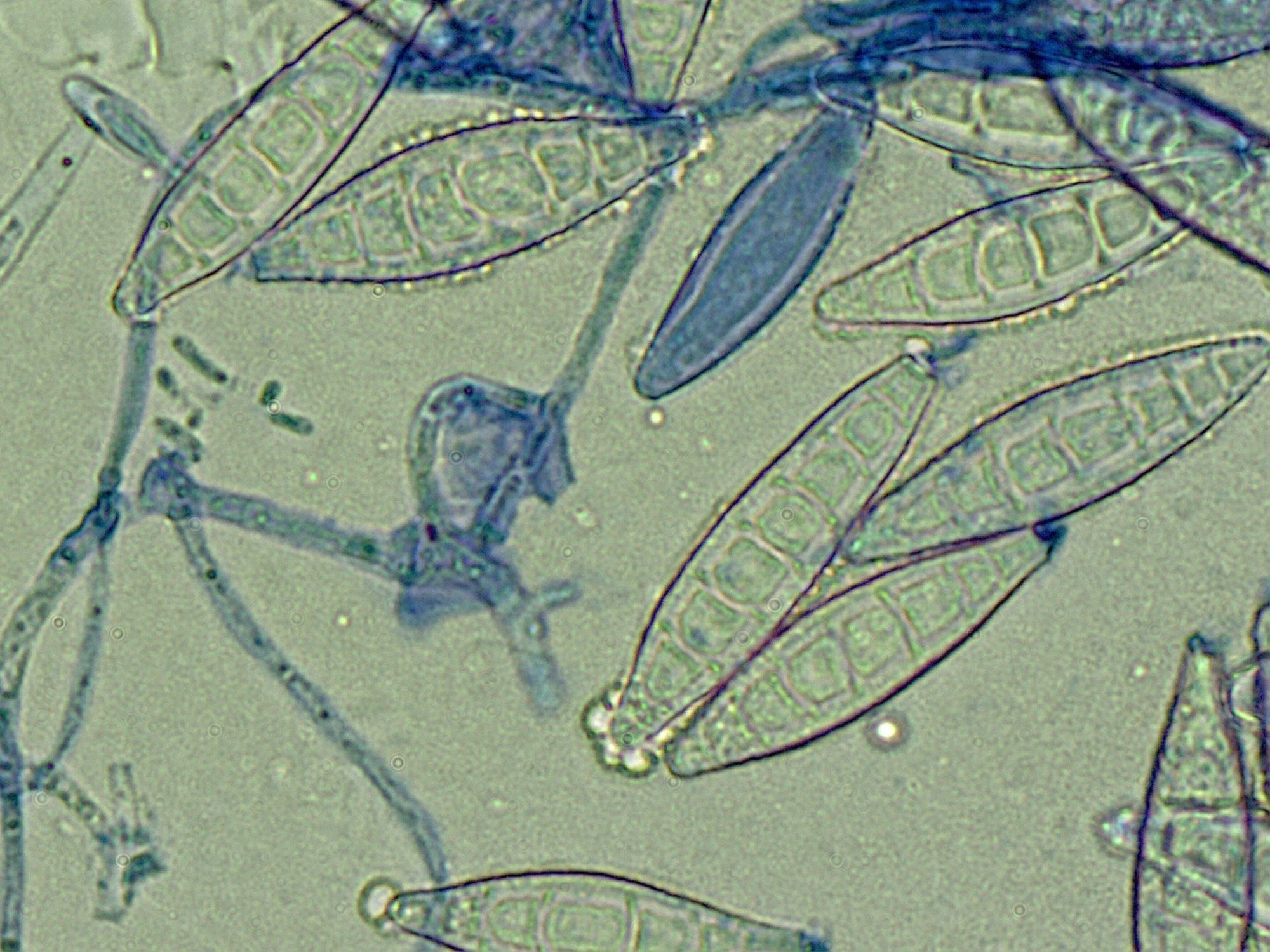 LABOPART - Paraphyton mirabile