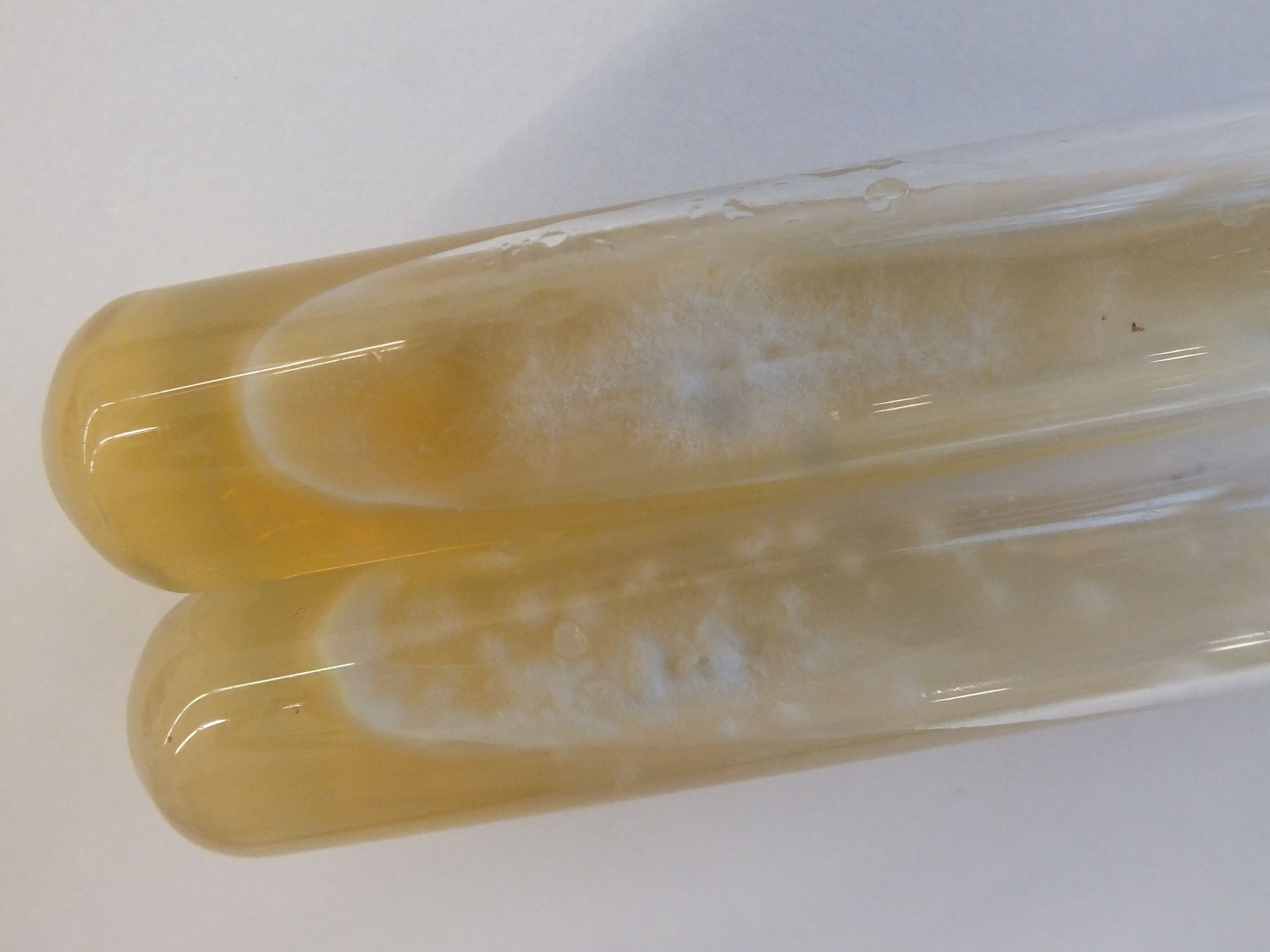 LABOPART - Trichophyton erinacei