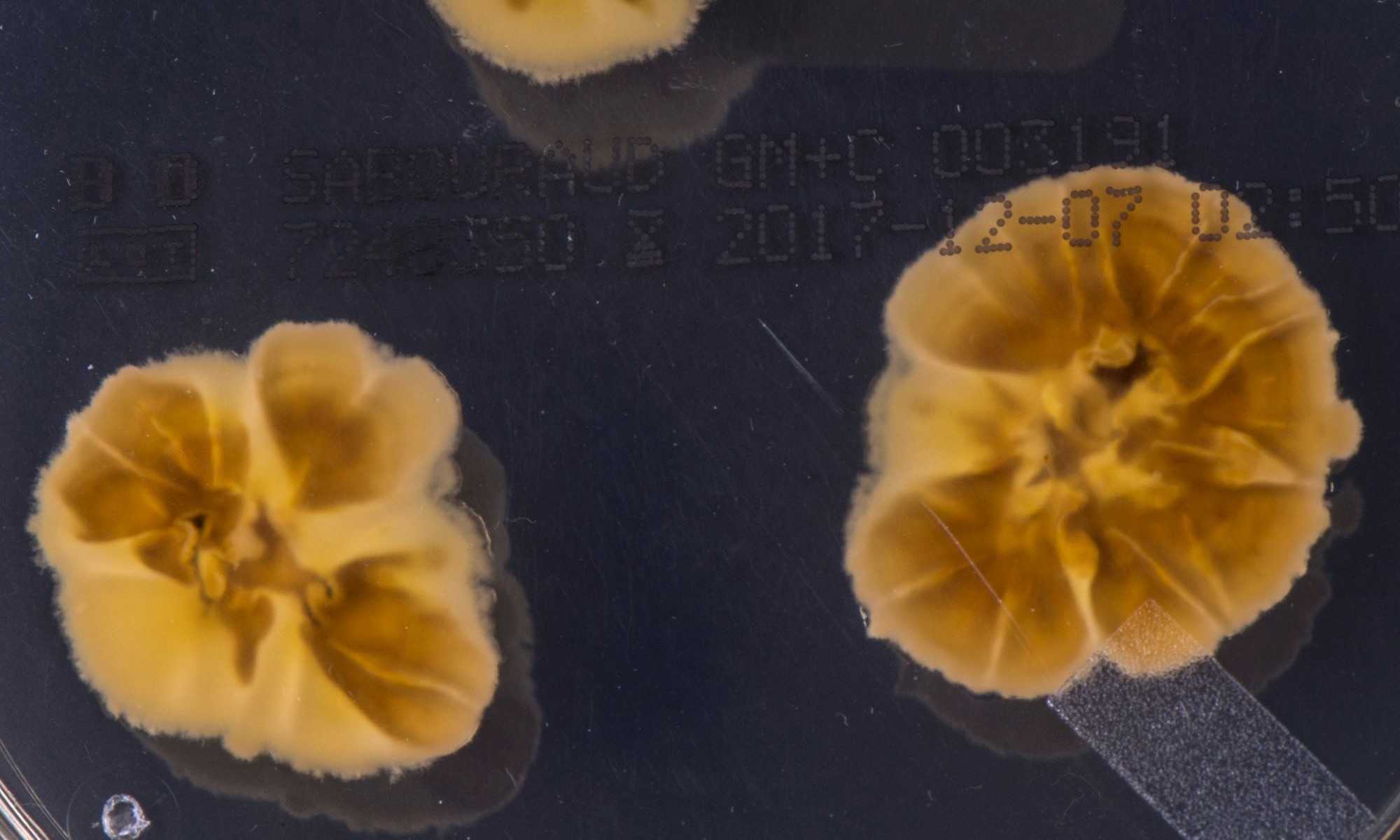 LABOPART - Arthroderma chiloniense