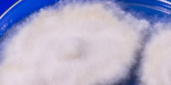 LABOPART - Pilzgalerie