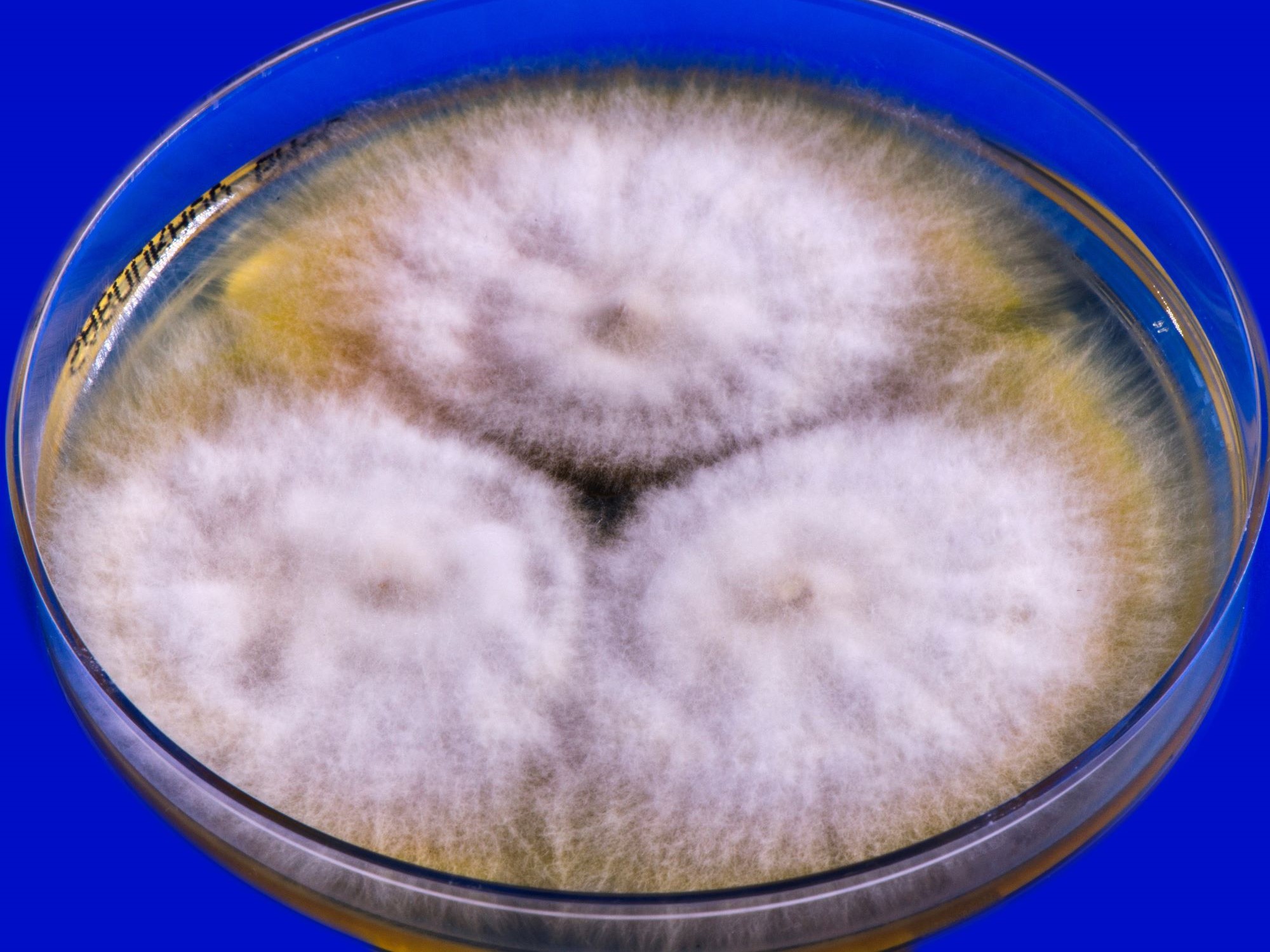 LABOPART - Microsporum canis