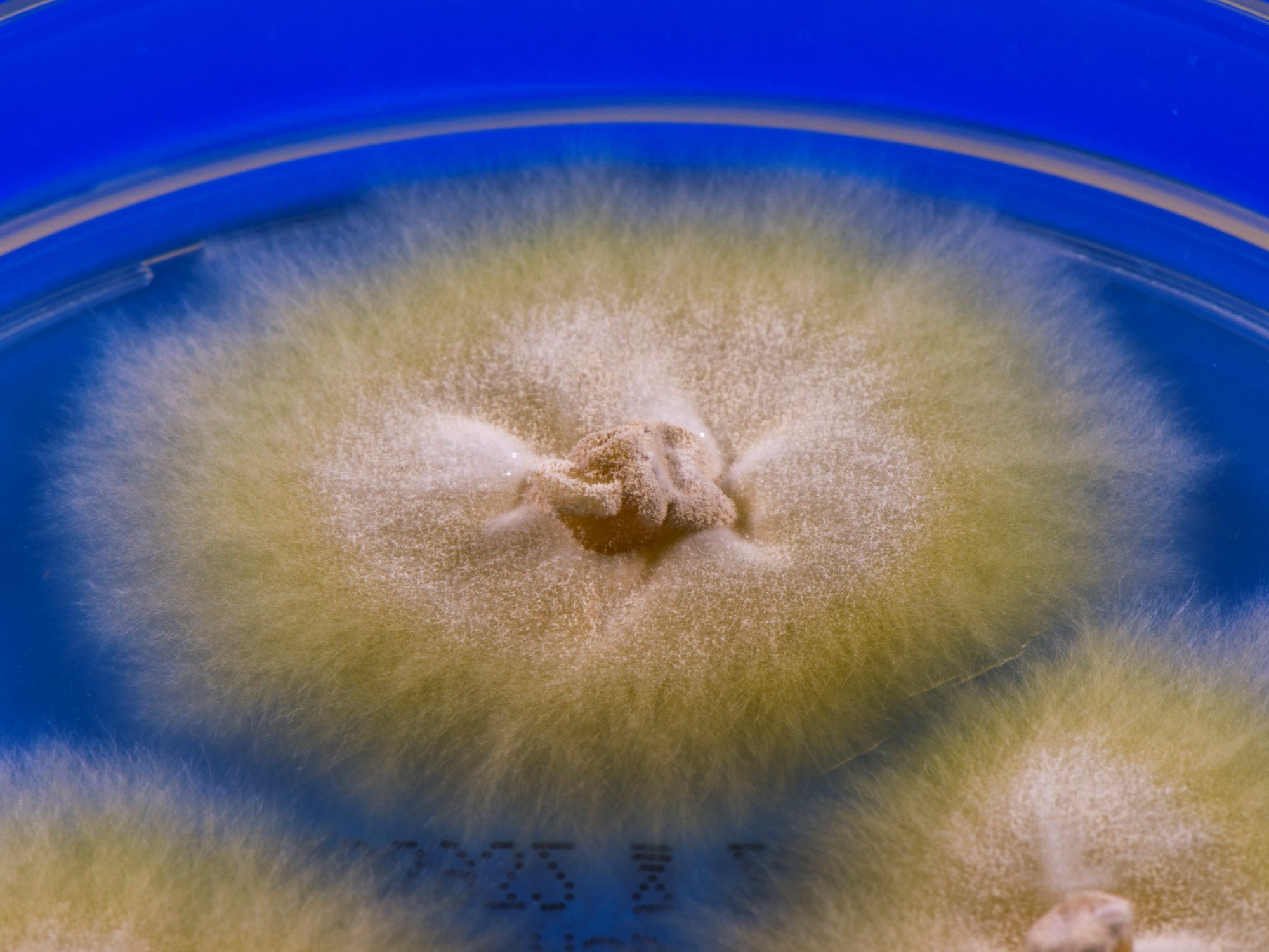 LABOPART - Trichophyton benhamiae