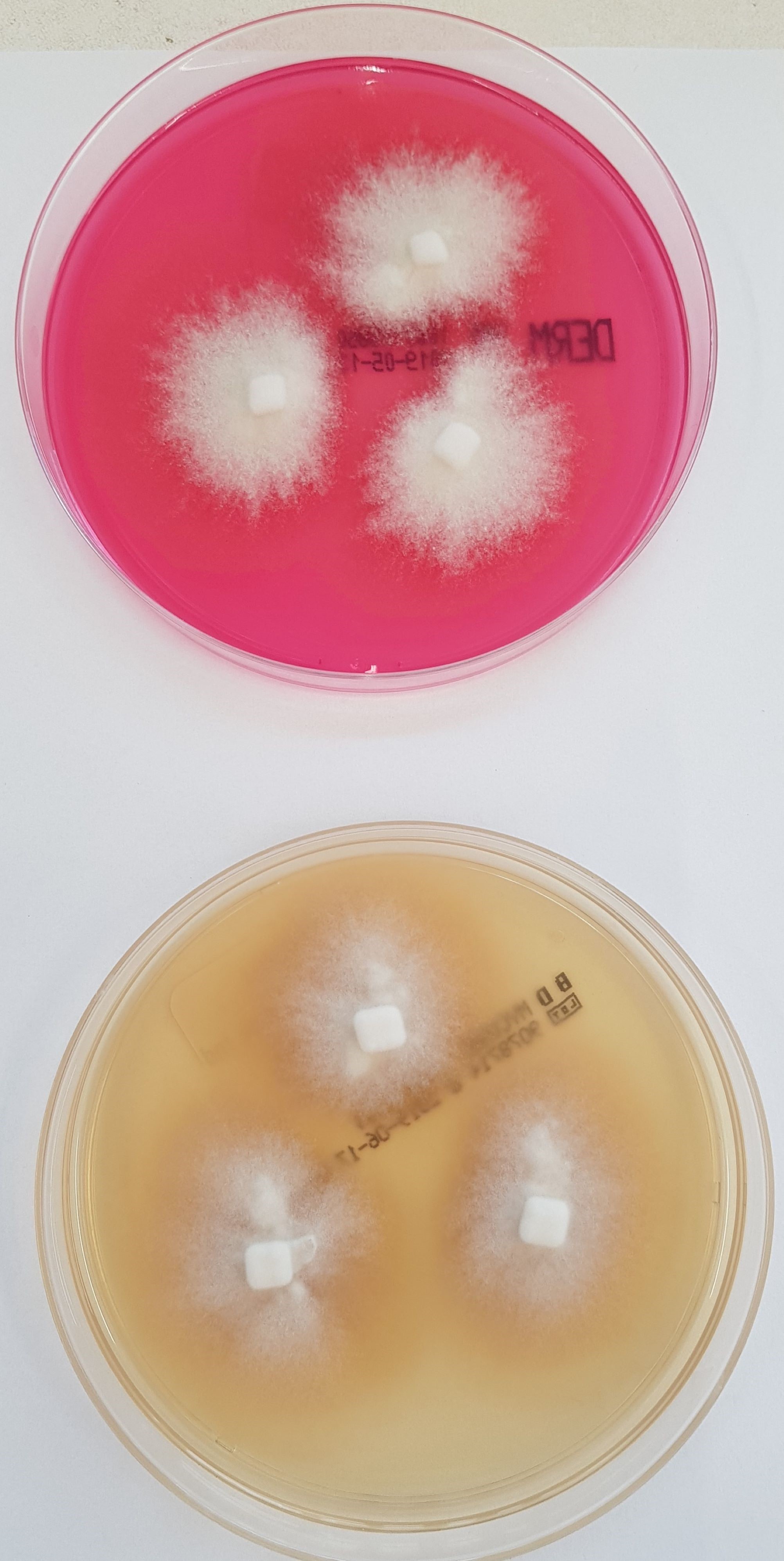 LABOPART - Trichophyton indotineae