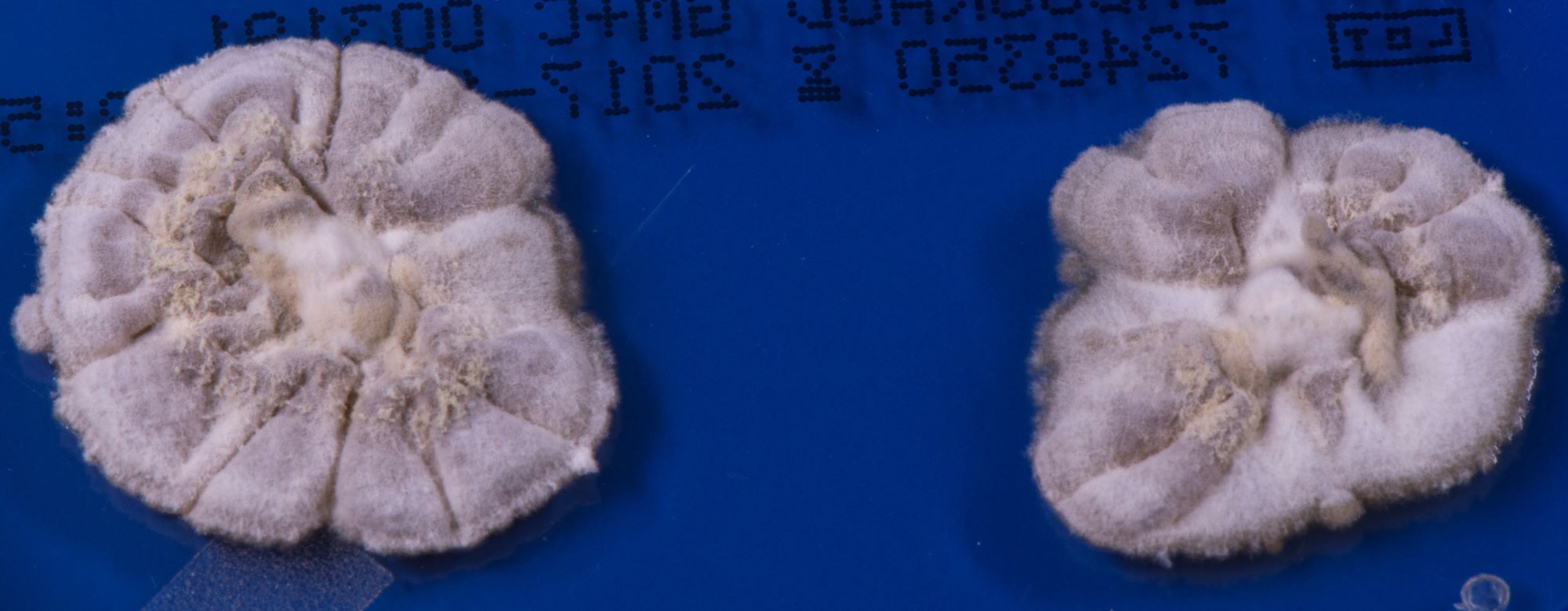 LABOPART - Arthroderma chiloniense