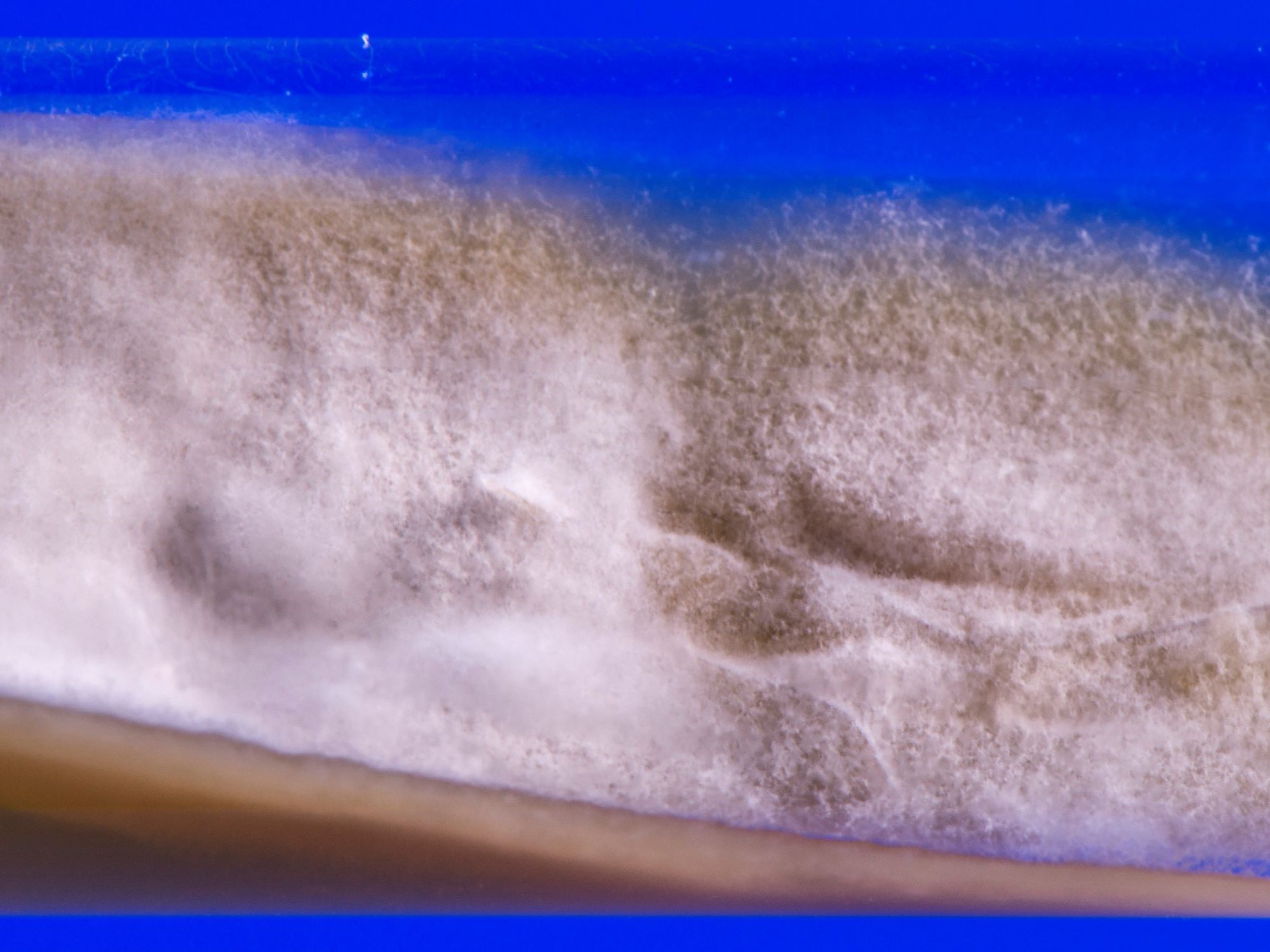 LABOPART - Trichophyton indotineae