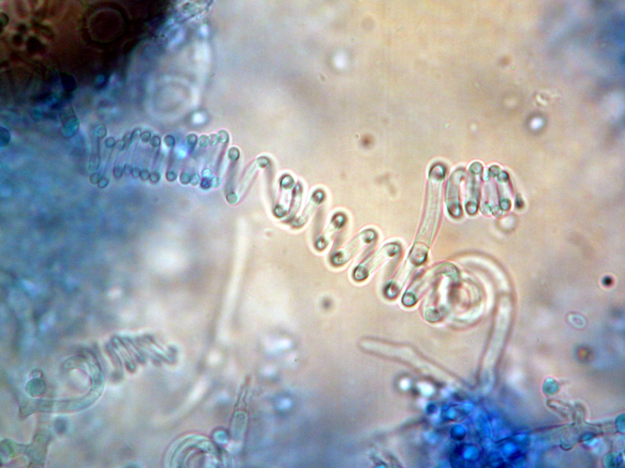 LABOPART - Trichophyton mentagrophytes