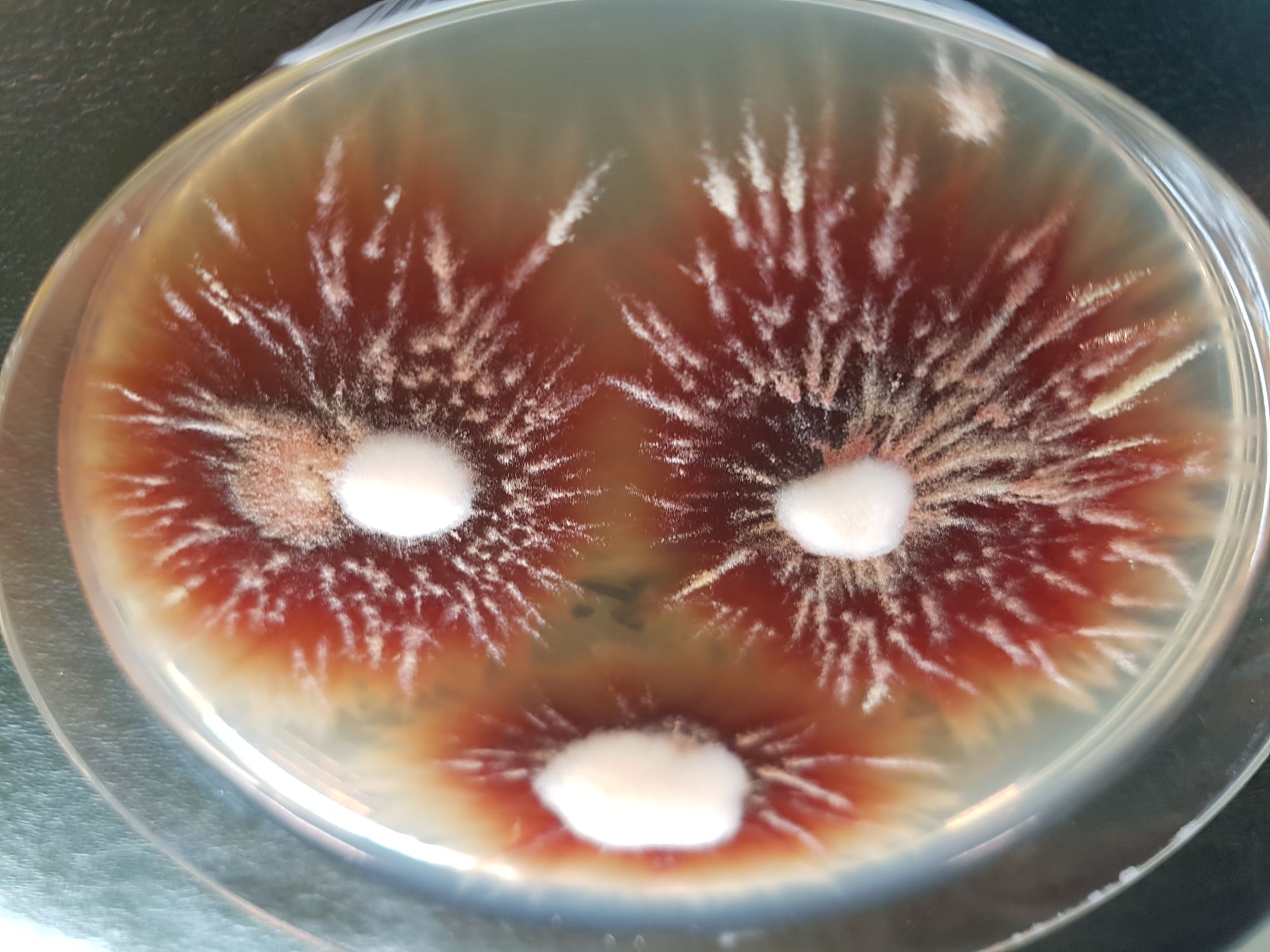 LABOPART - Paraphyton cookei