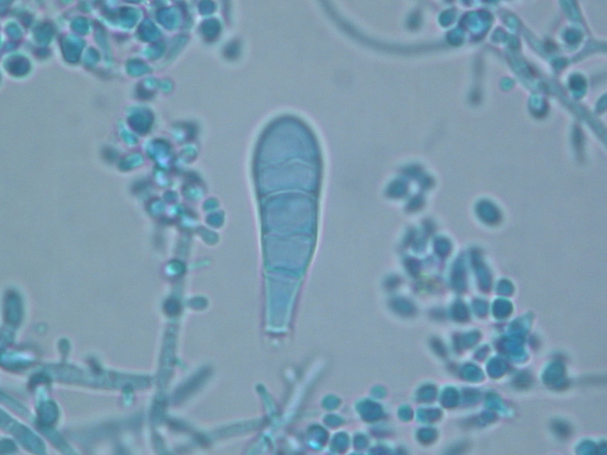LABOPART - Trichophyton mentagrophytes