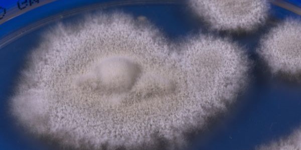 LABOPART - Pilzgalerie