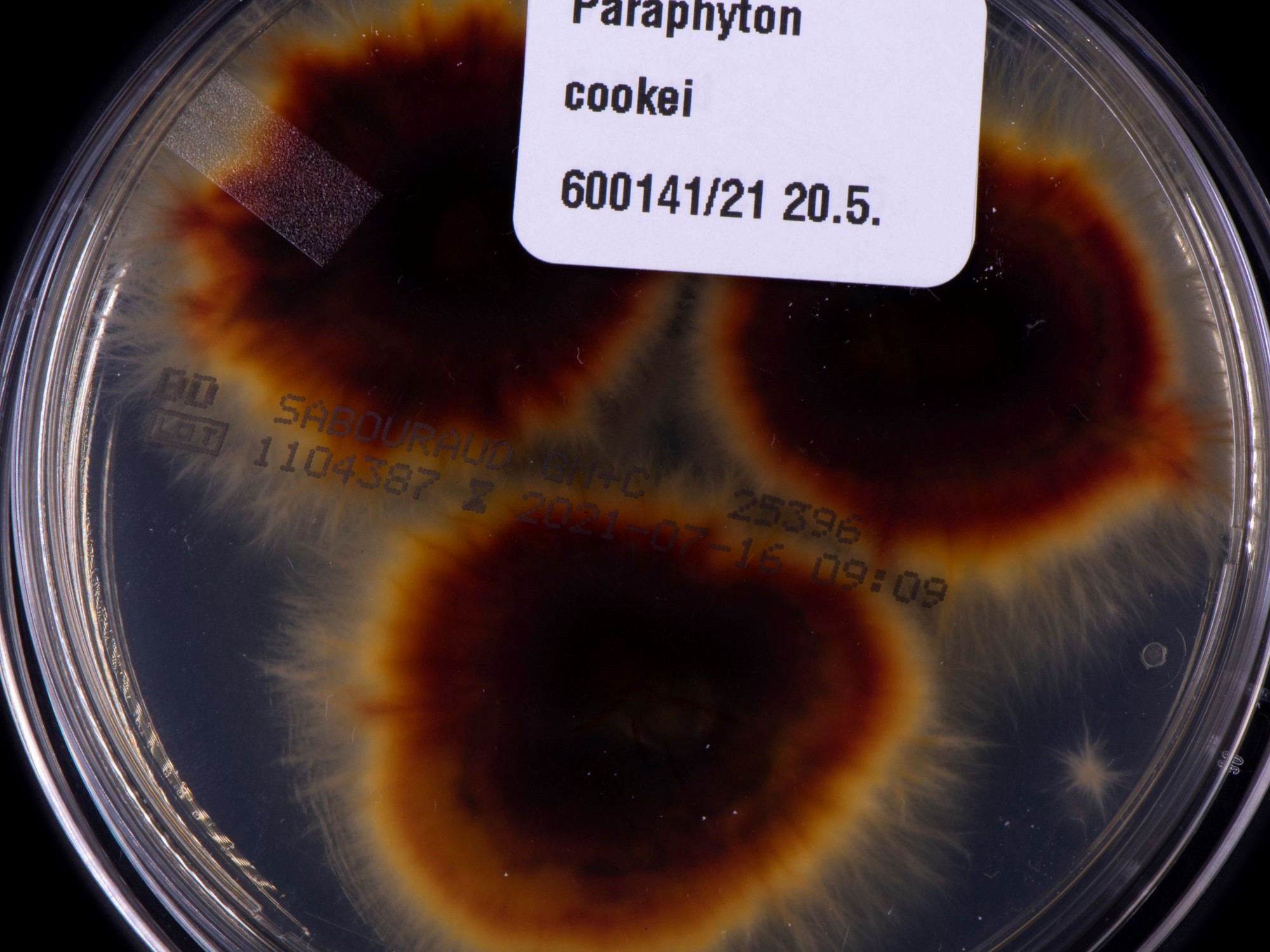 LABOPART - Paraphyton cookei