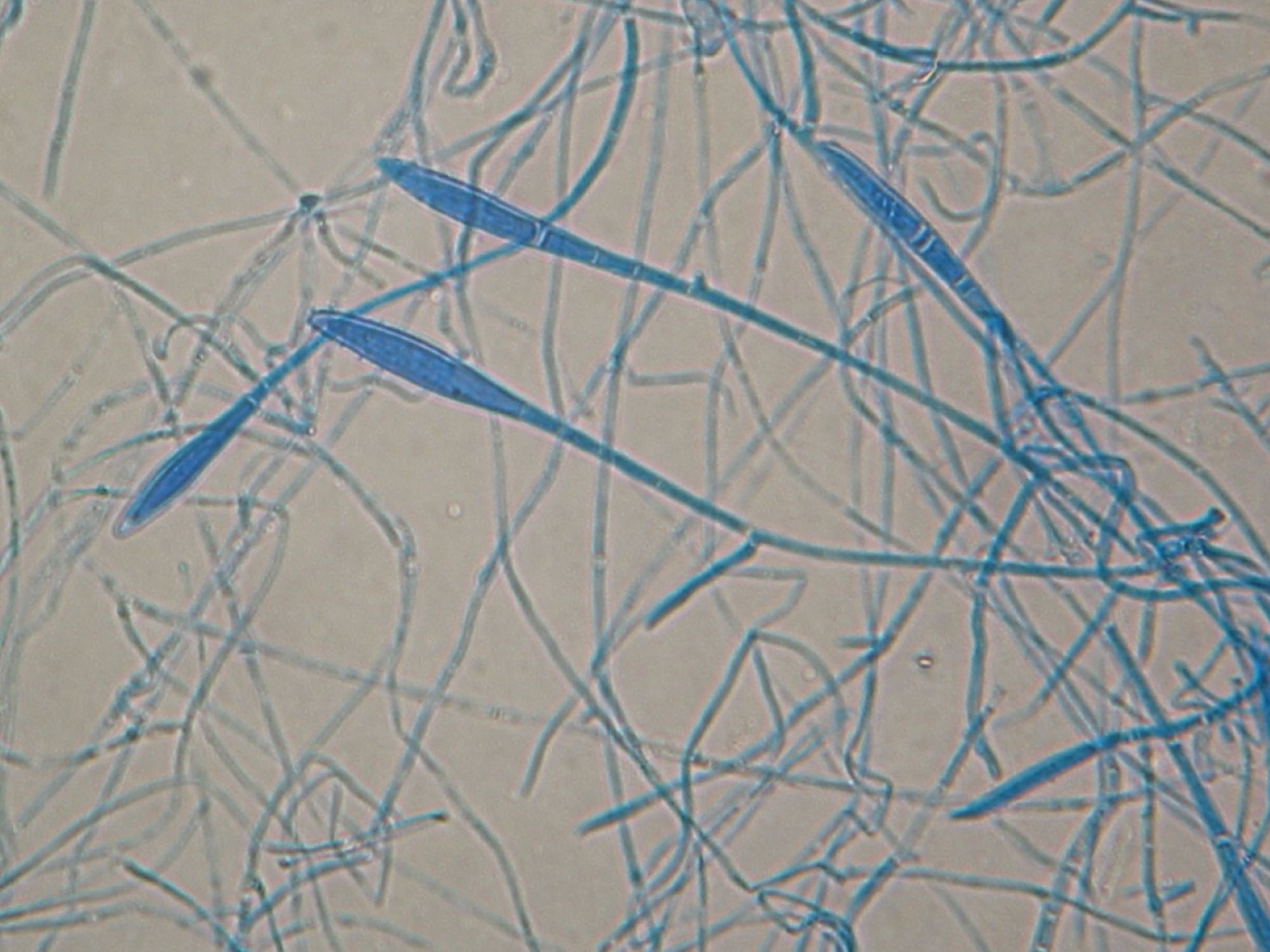 LABOPART - Microsporum canis