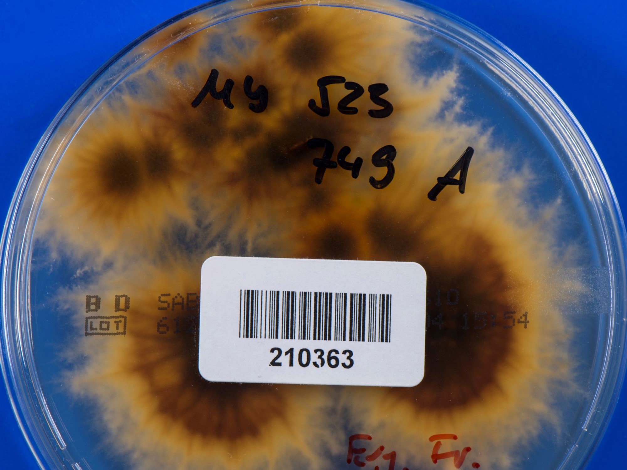 LABOPART - Trichophyton mentagrophytes