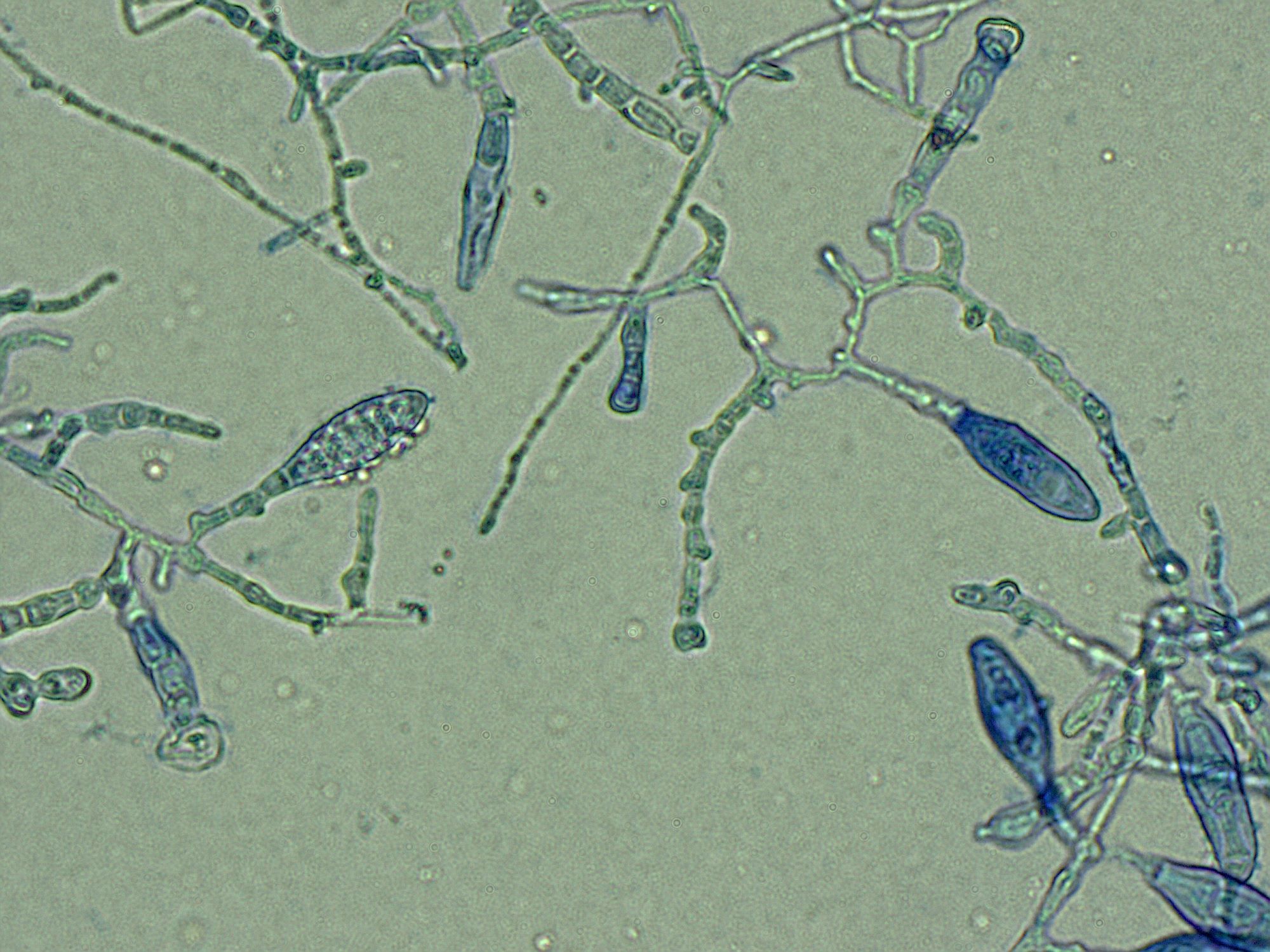 LABOPART - Paraphyton cookei