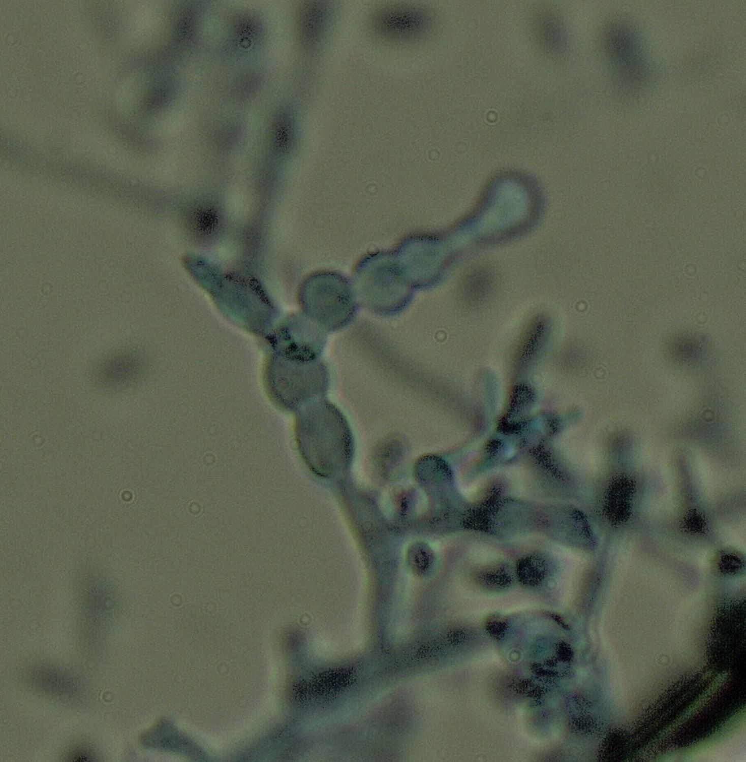 LABOPART - Arthroderma eboreum