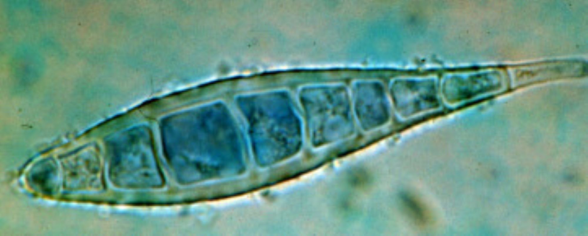 LABOPART - Microsporum canis