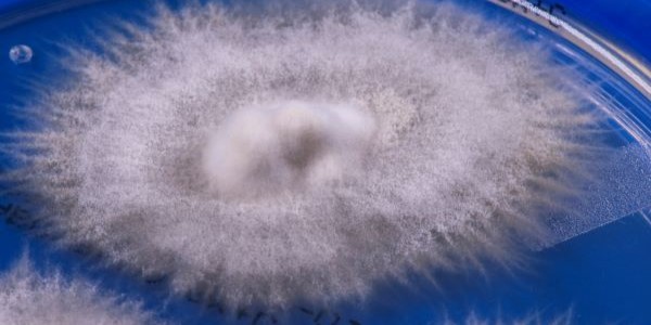 LABOPART - Pilzgalerie