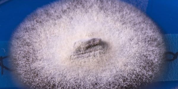 LABOPART - Pilzgalerie