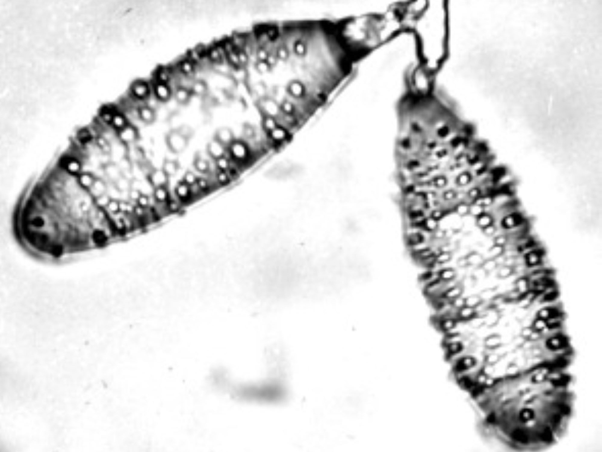 LABOPART - Nannizzia gypsea