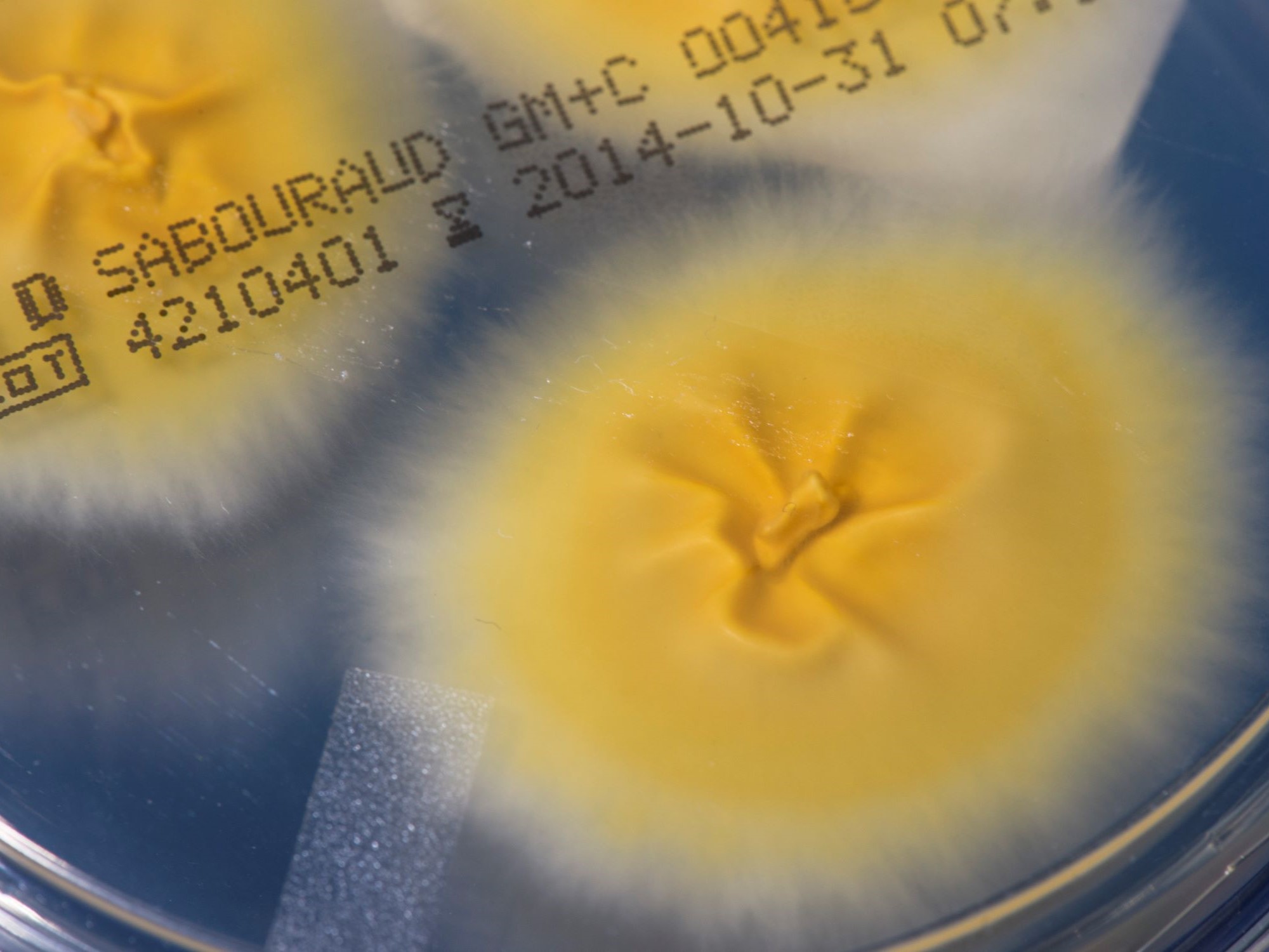 LABOPART - Trichophyton benhamiae