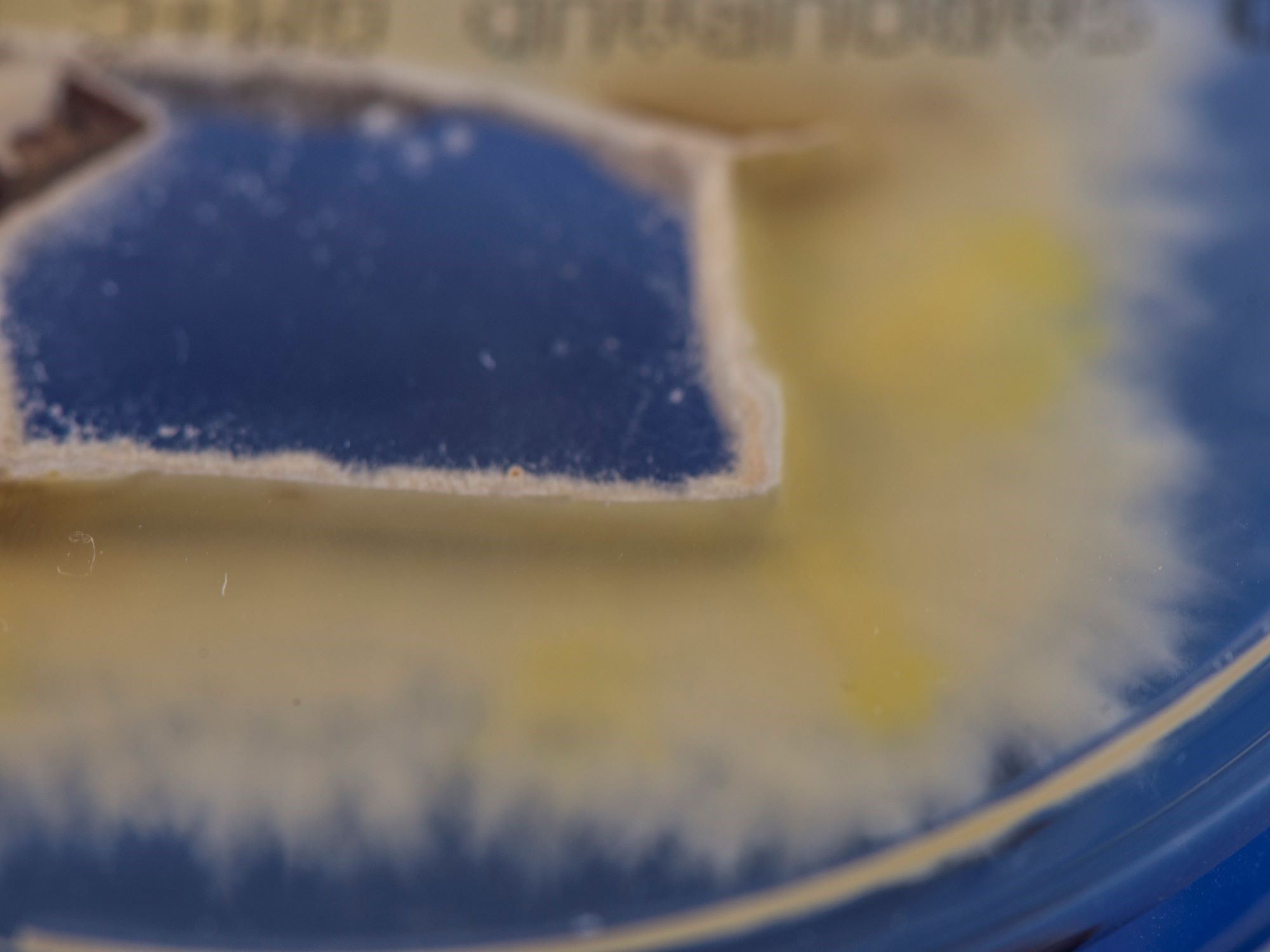 LABOPART - Nannizzia gypsea