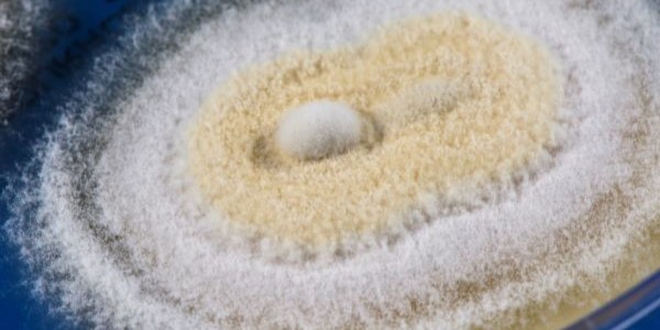 LABOPART - Pilzgalerie