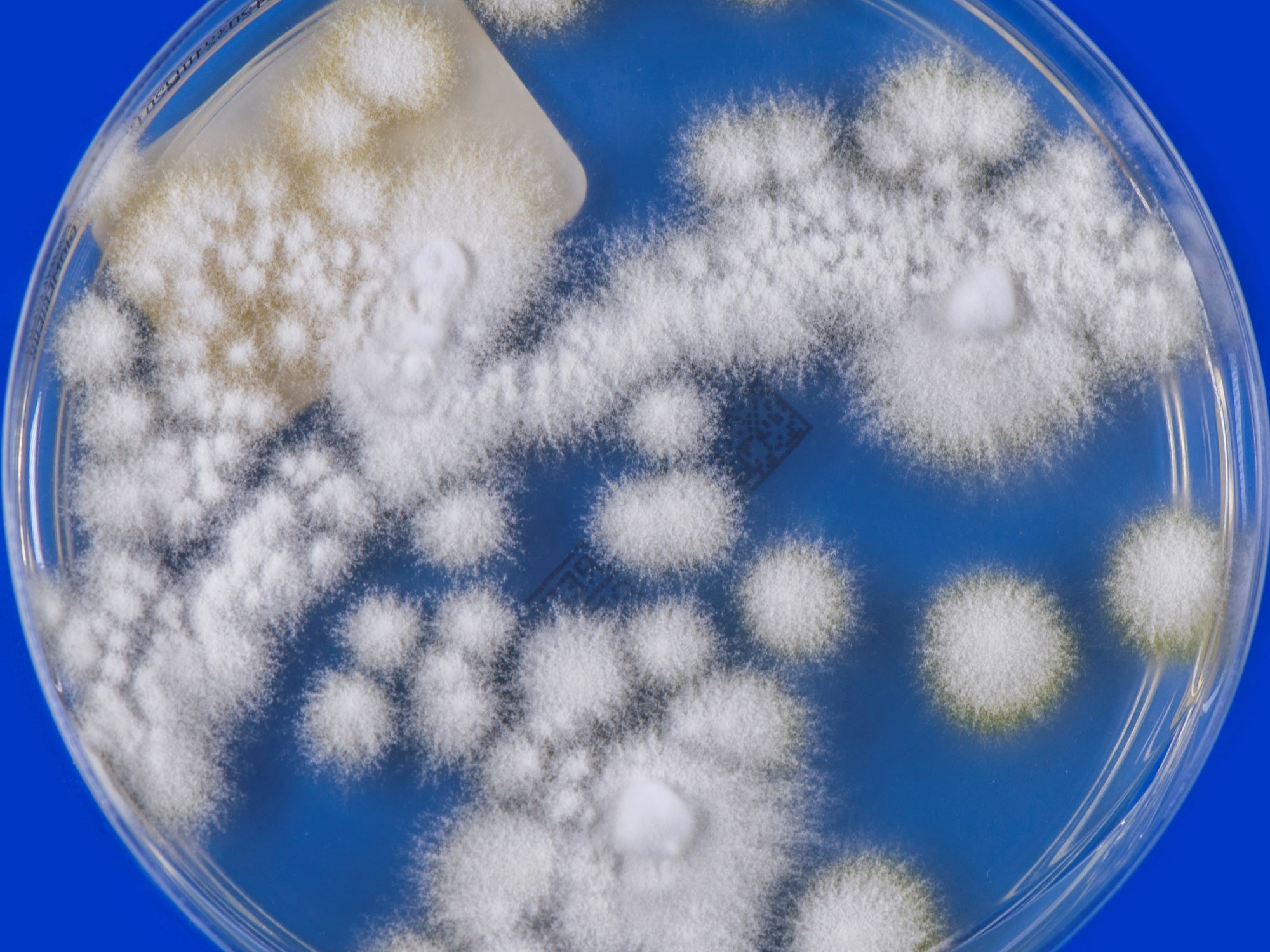 LABOPART - Trichophyton mentagrophytes