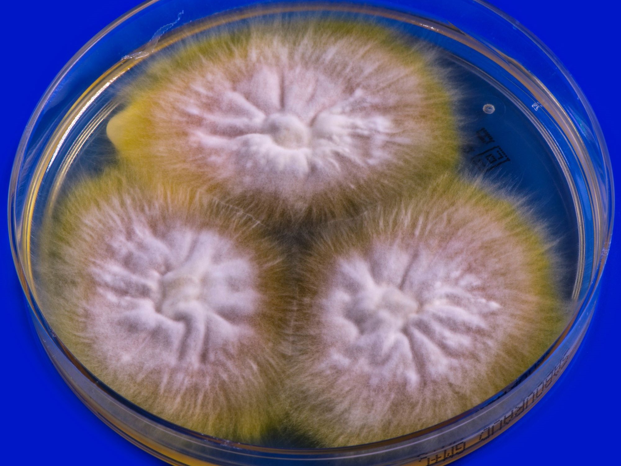 LABOPART - Microsporum canis