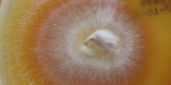 LABOPART - Pilzgalerie