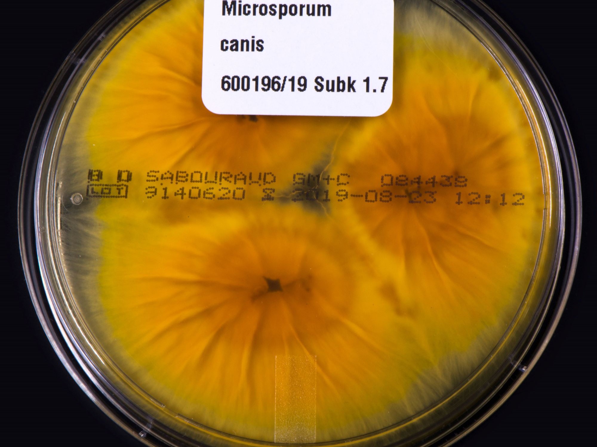 LABOPART - Microsporum canis