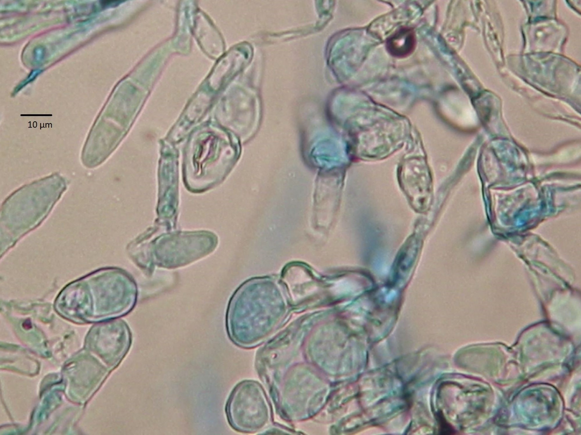 LABOPART - Nannizzia praecox