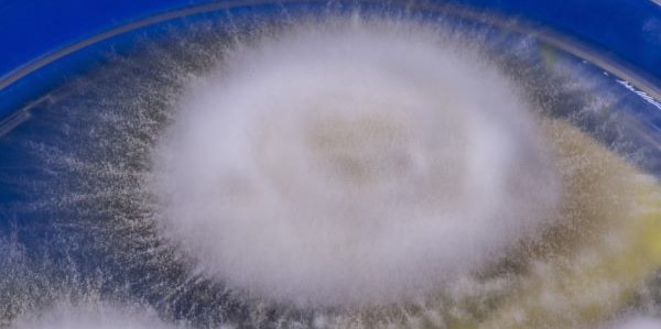 LABOPART - Pilzgalerie