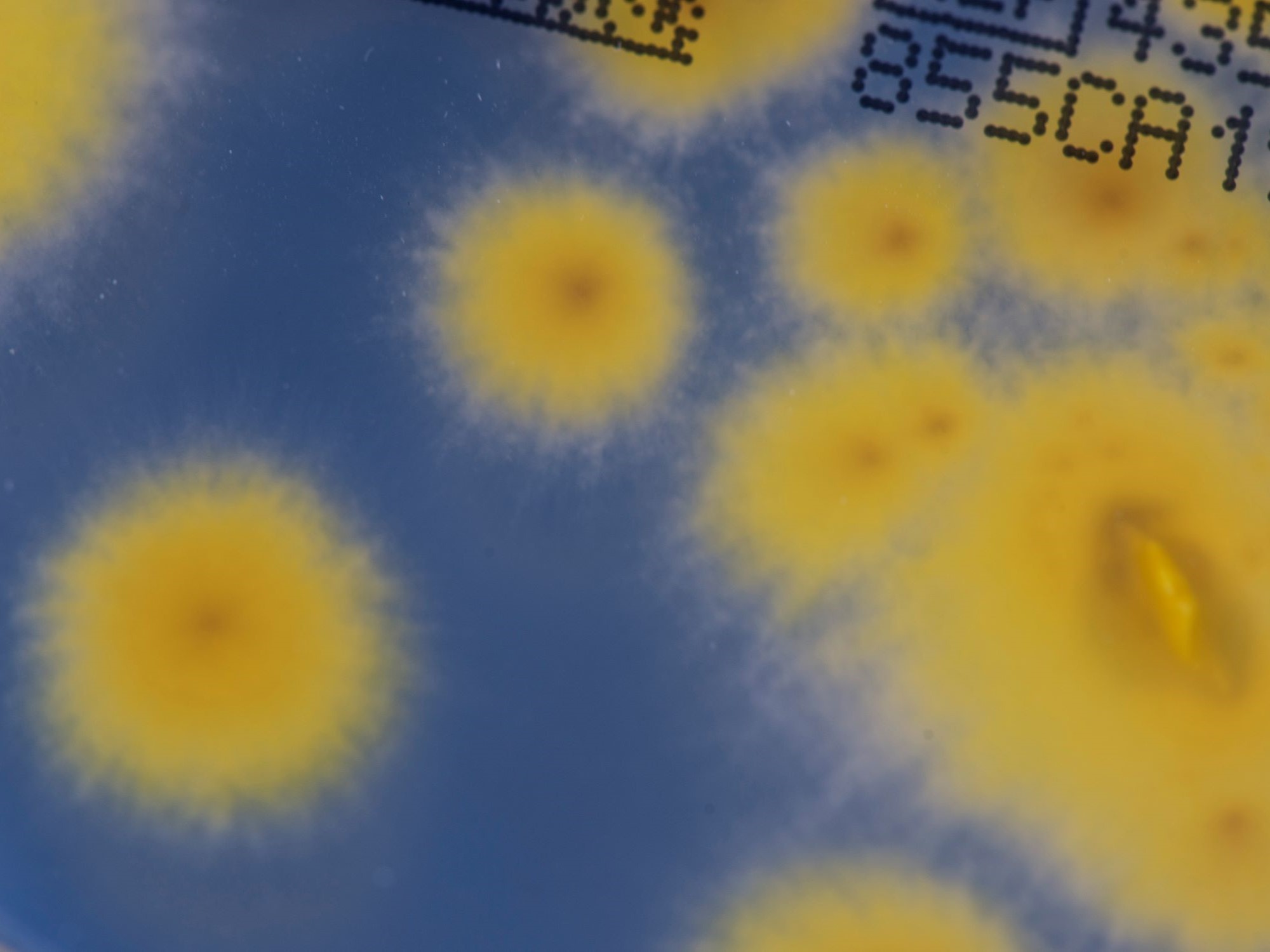 LABOPART - Trichophyton mentagrophytes