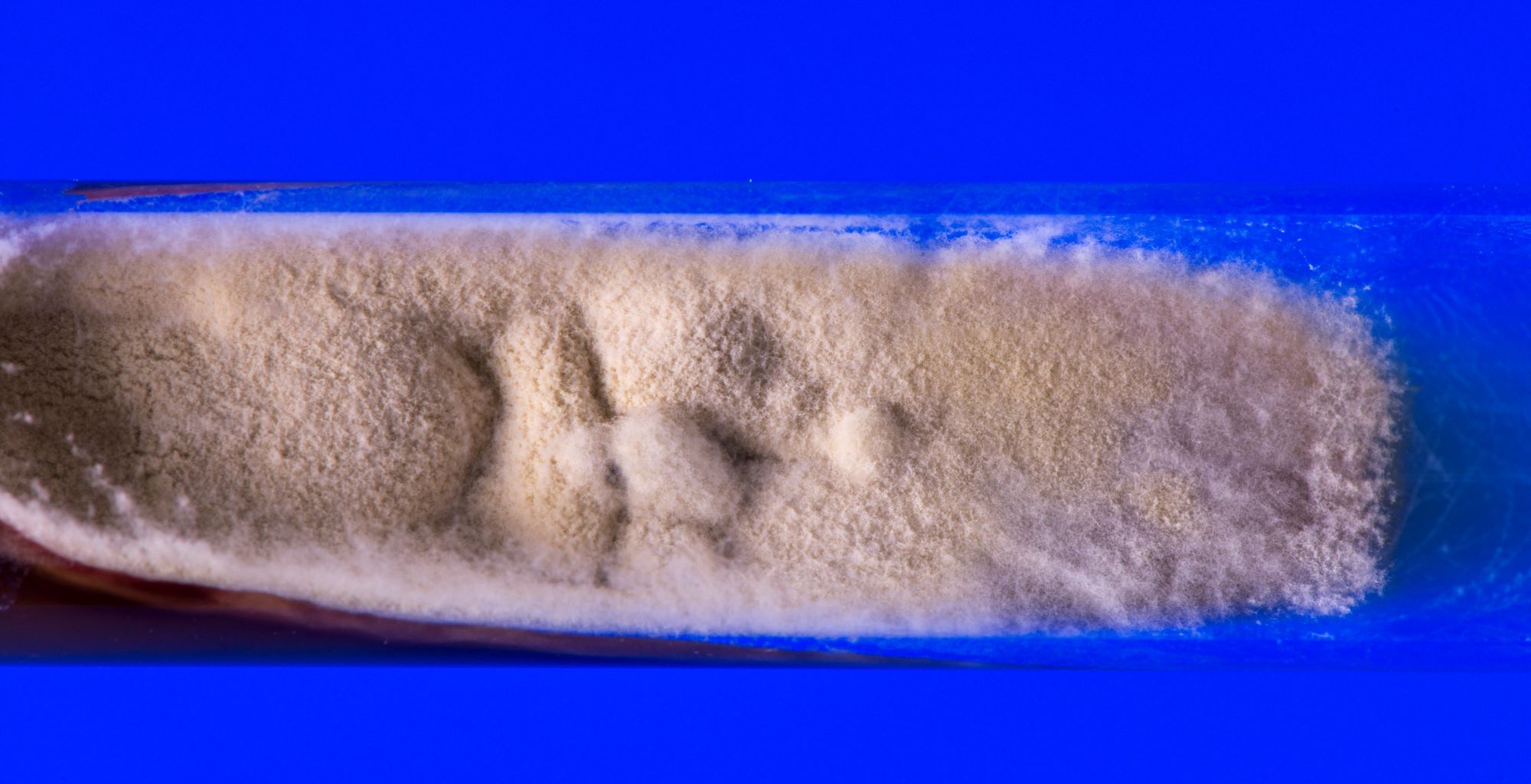 LABOPART - Nannizzia persicolor