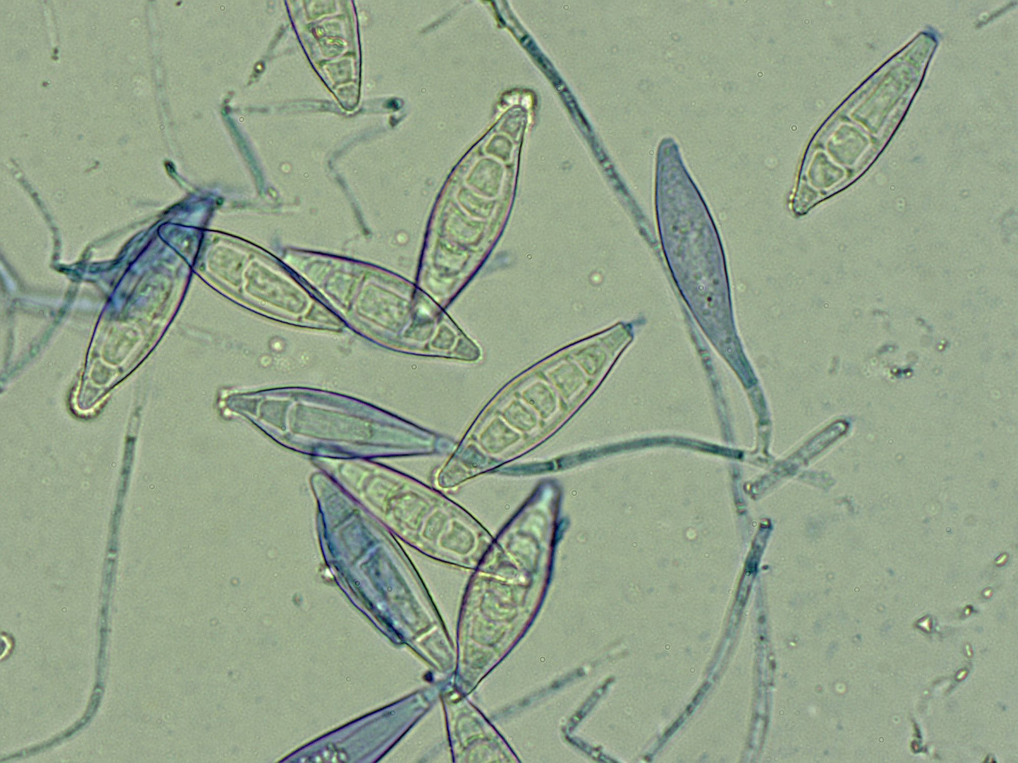 LABOPART - Paraphyton mirabile