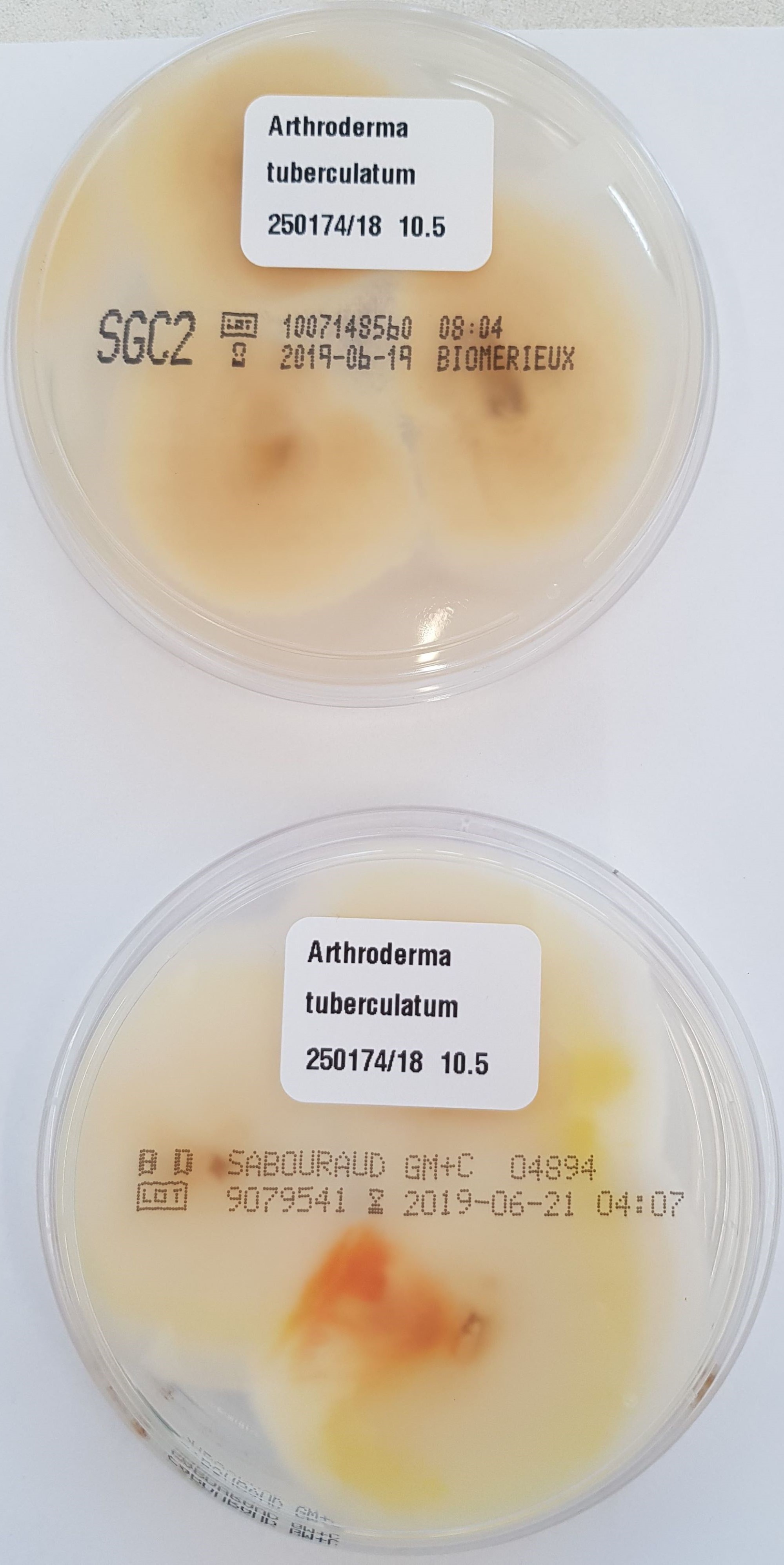 LABOPART - Arthroderma tuberculatum