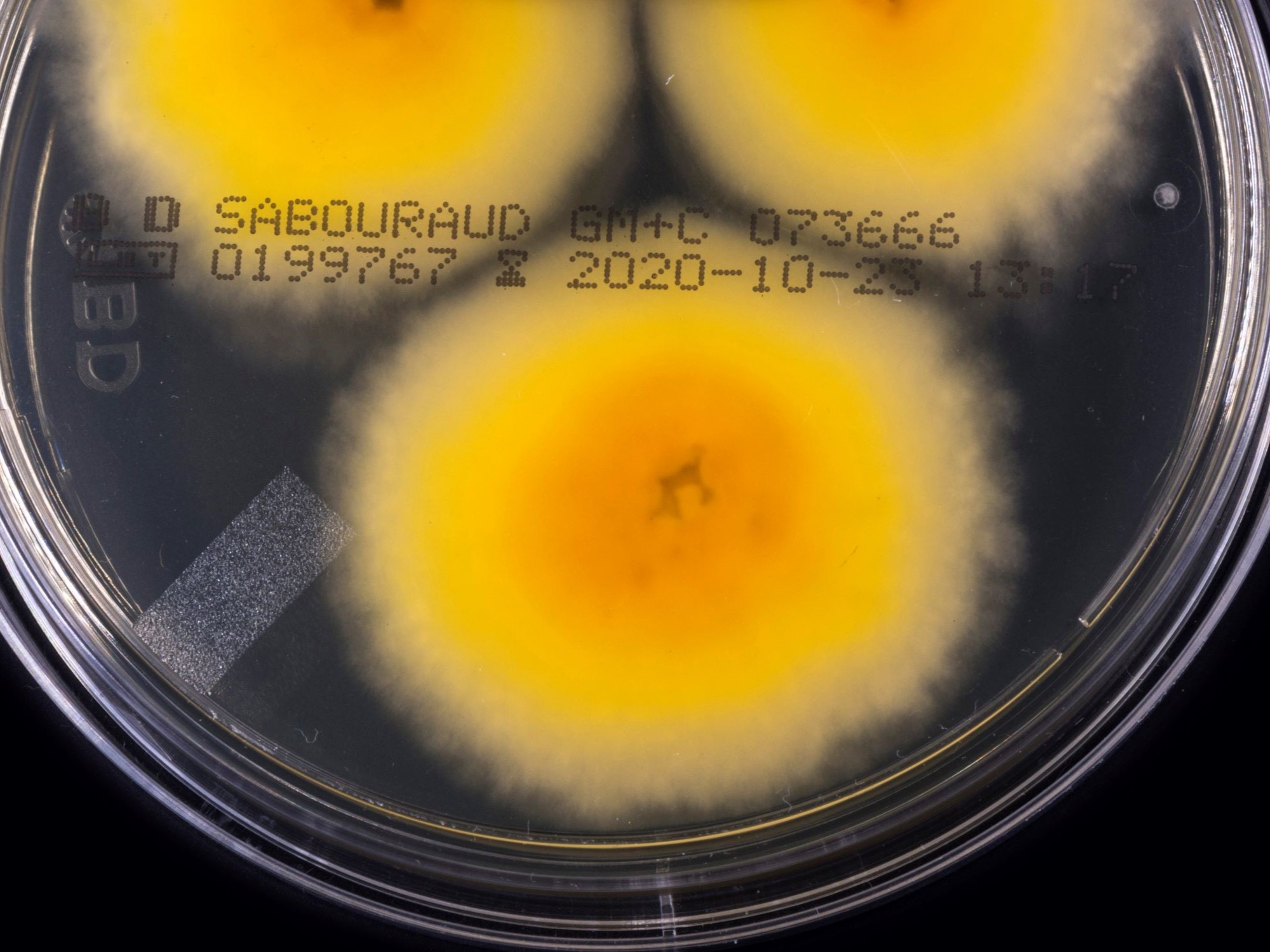 LABOPART - Nannizzia perplicata