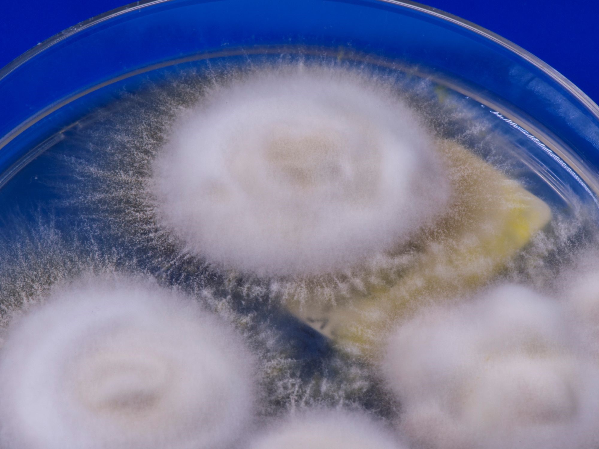 LABOPART - Trichophyton erinacei