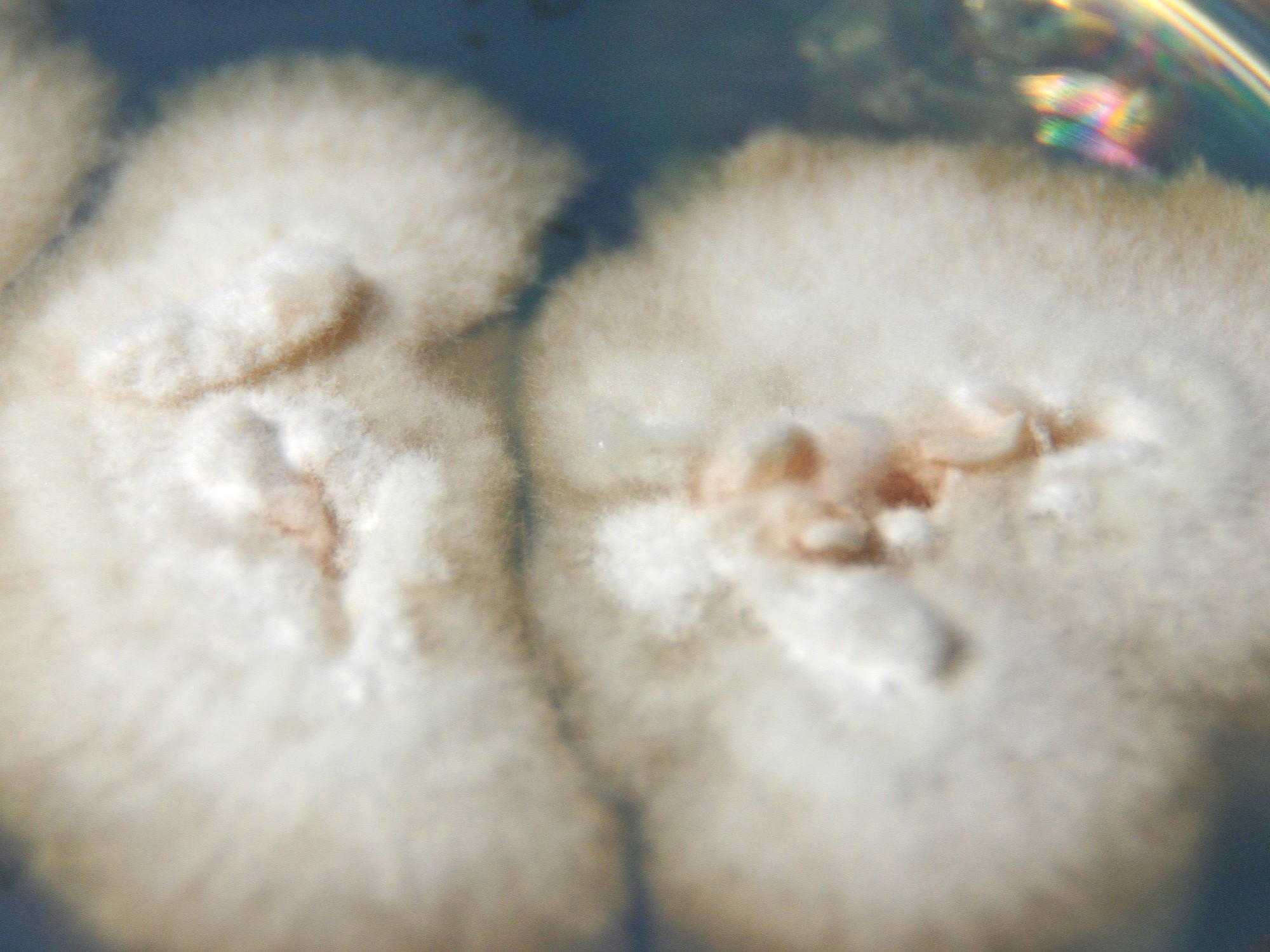 LABOPART - Arthroderma quadrifidum