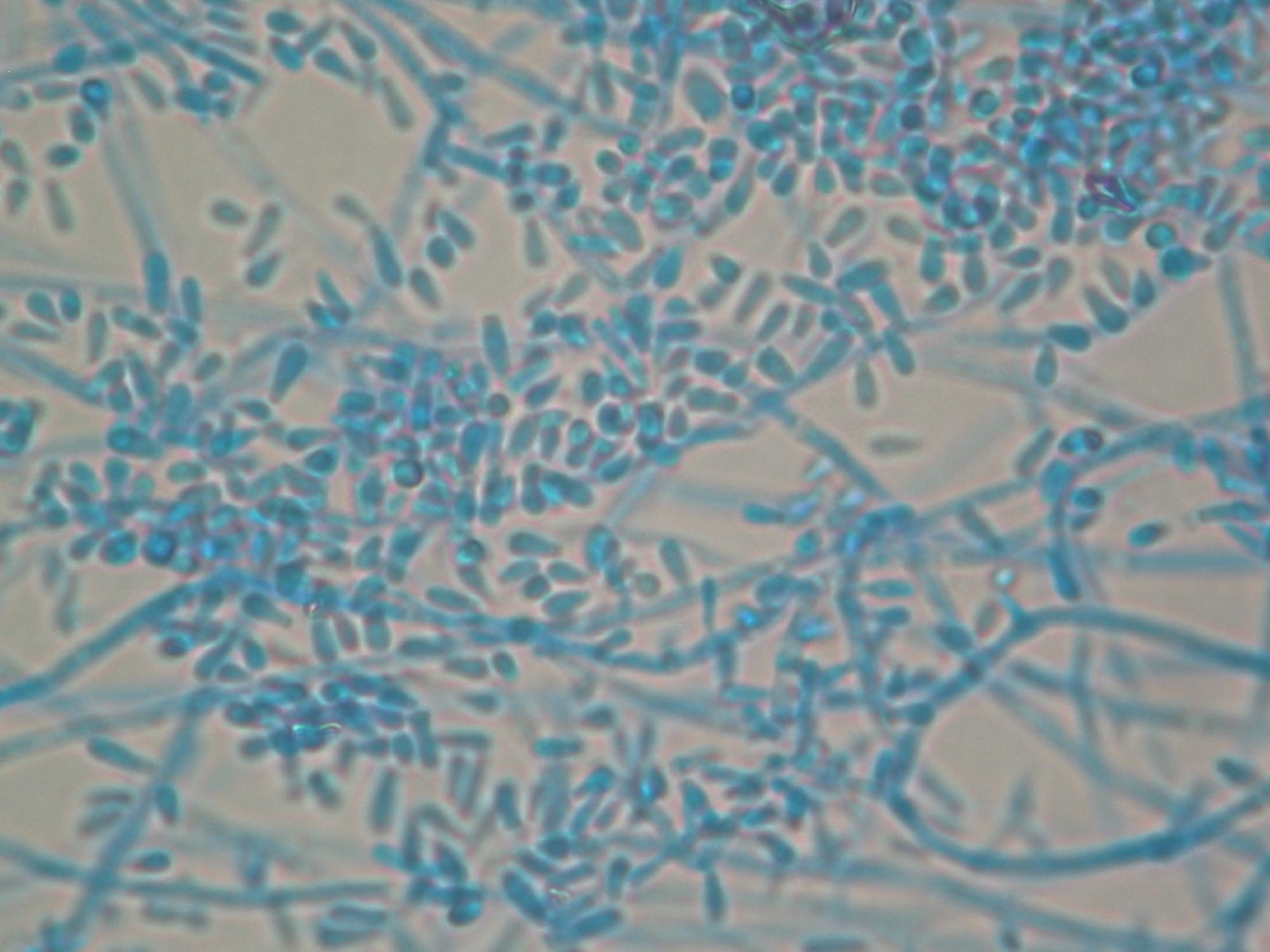 LABOPART - Trichophyton erinacei